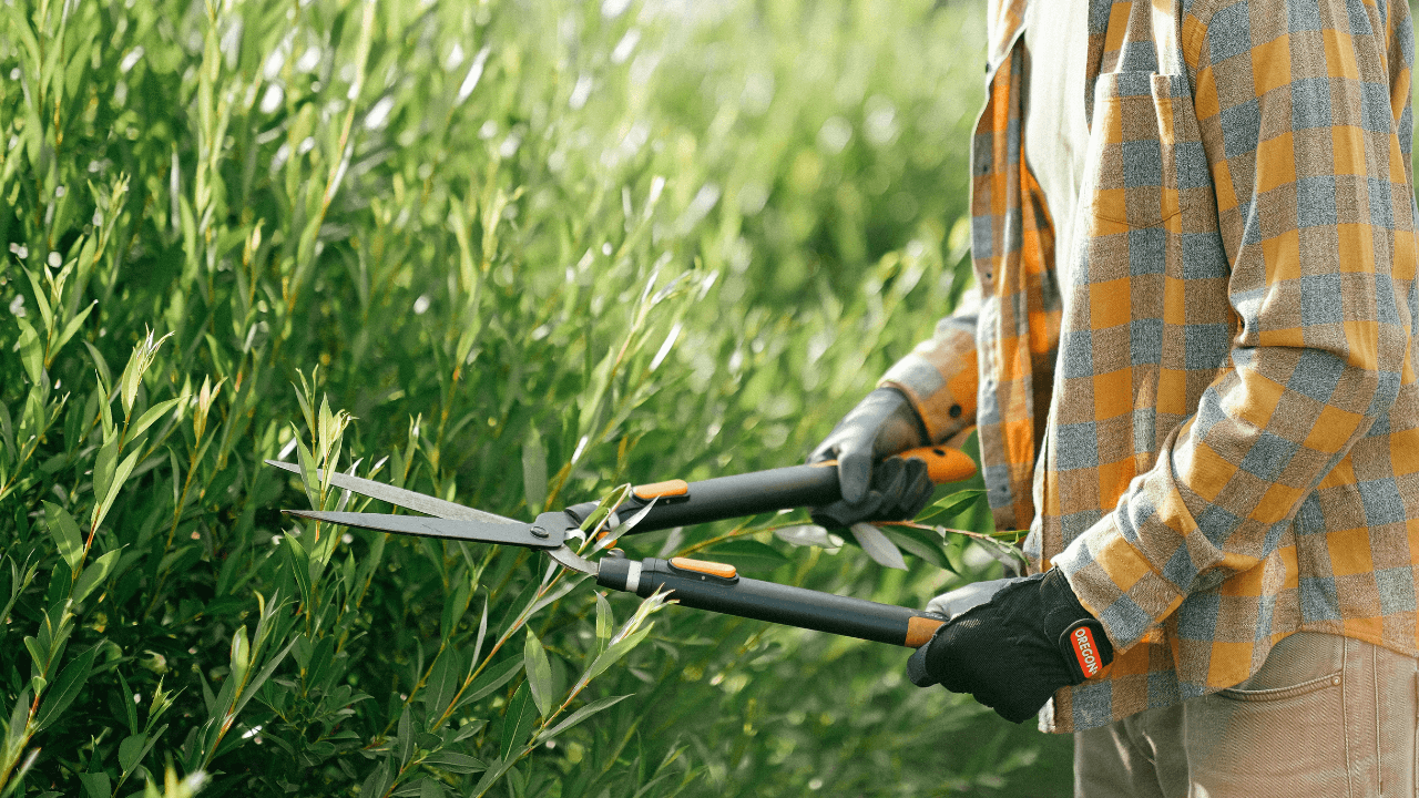 Master the art of hedge trimming | SA Garden and Home