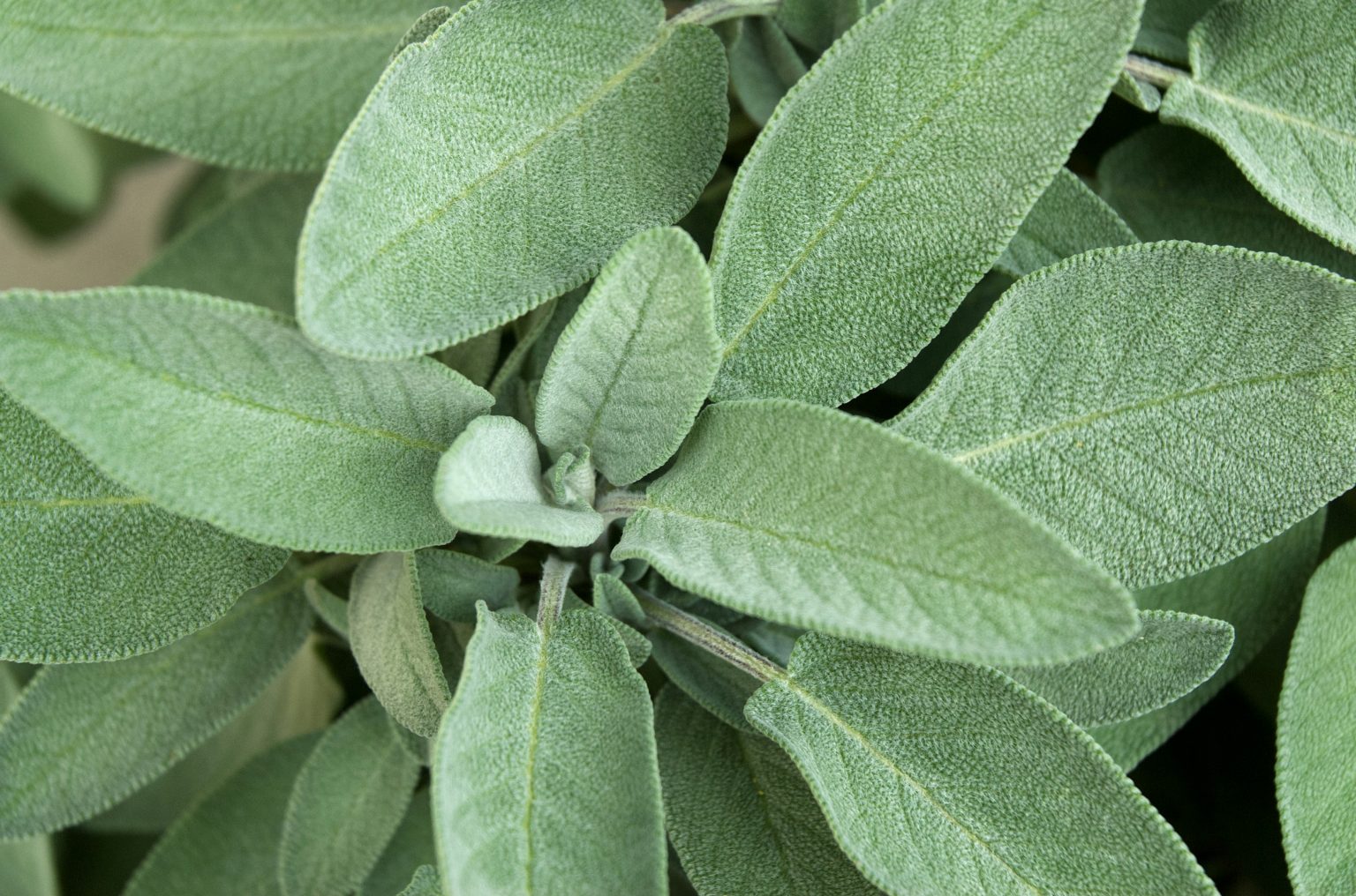A guide to growing and using sage | SA Garden and Home