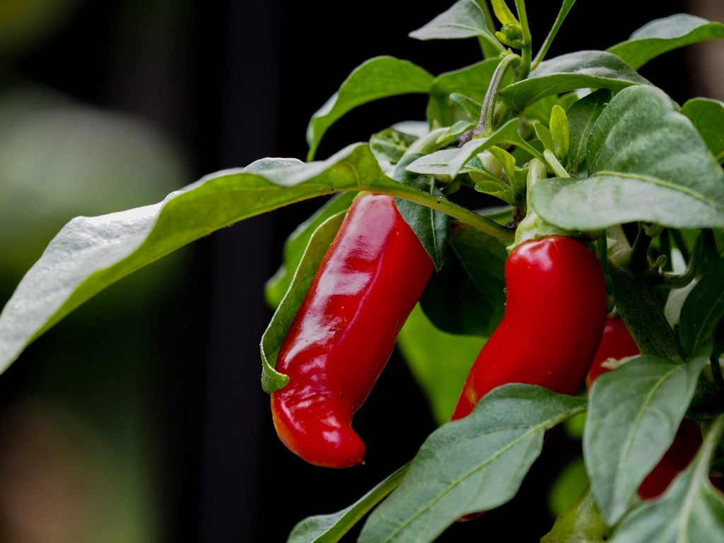 The hidden benefits of chilli leaves you need to know | SA Garden and Home
