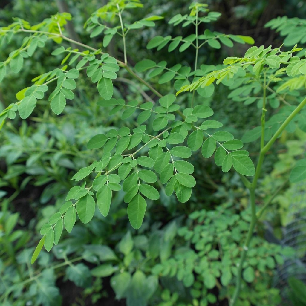 How to grow Moringa, the miracle tree | SA Garden and Home