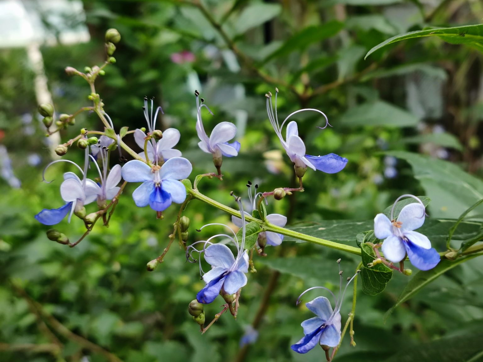 The best fast-growing windbreak trees to add to your garden | SA Garden ...