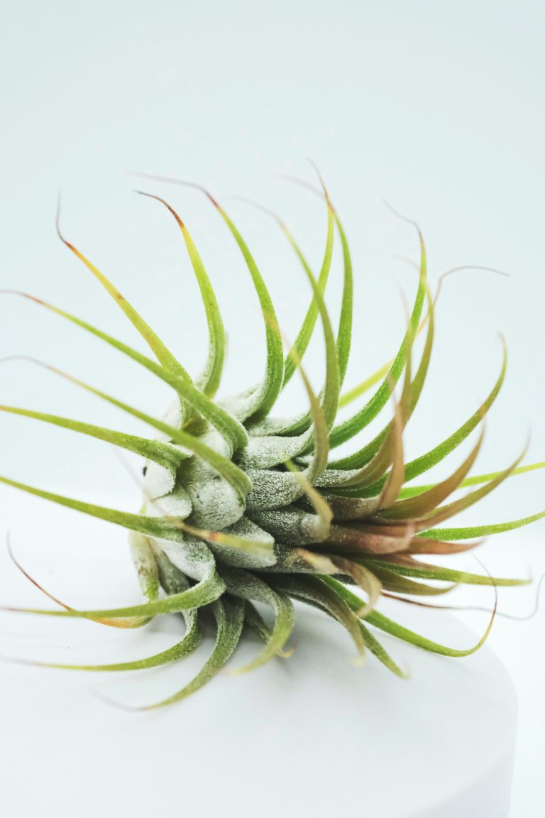Beginner's guide to taking care of your air plants | SA Garden and Home