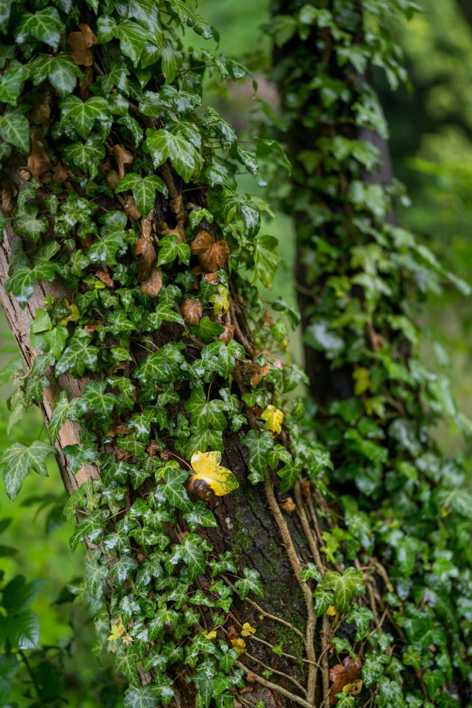 Growing Guide: Comprehensive Guide to Growing Healthy Ivy Plants | SA ...