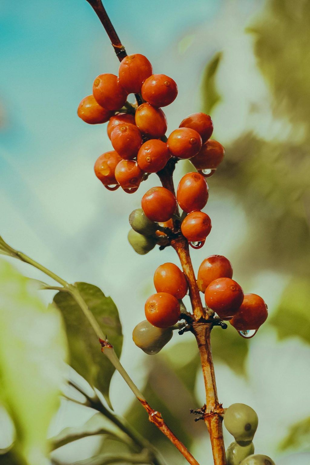 How to grow a coffee plant indoors and outdoors | SA Garden and Home