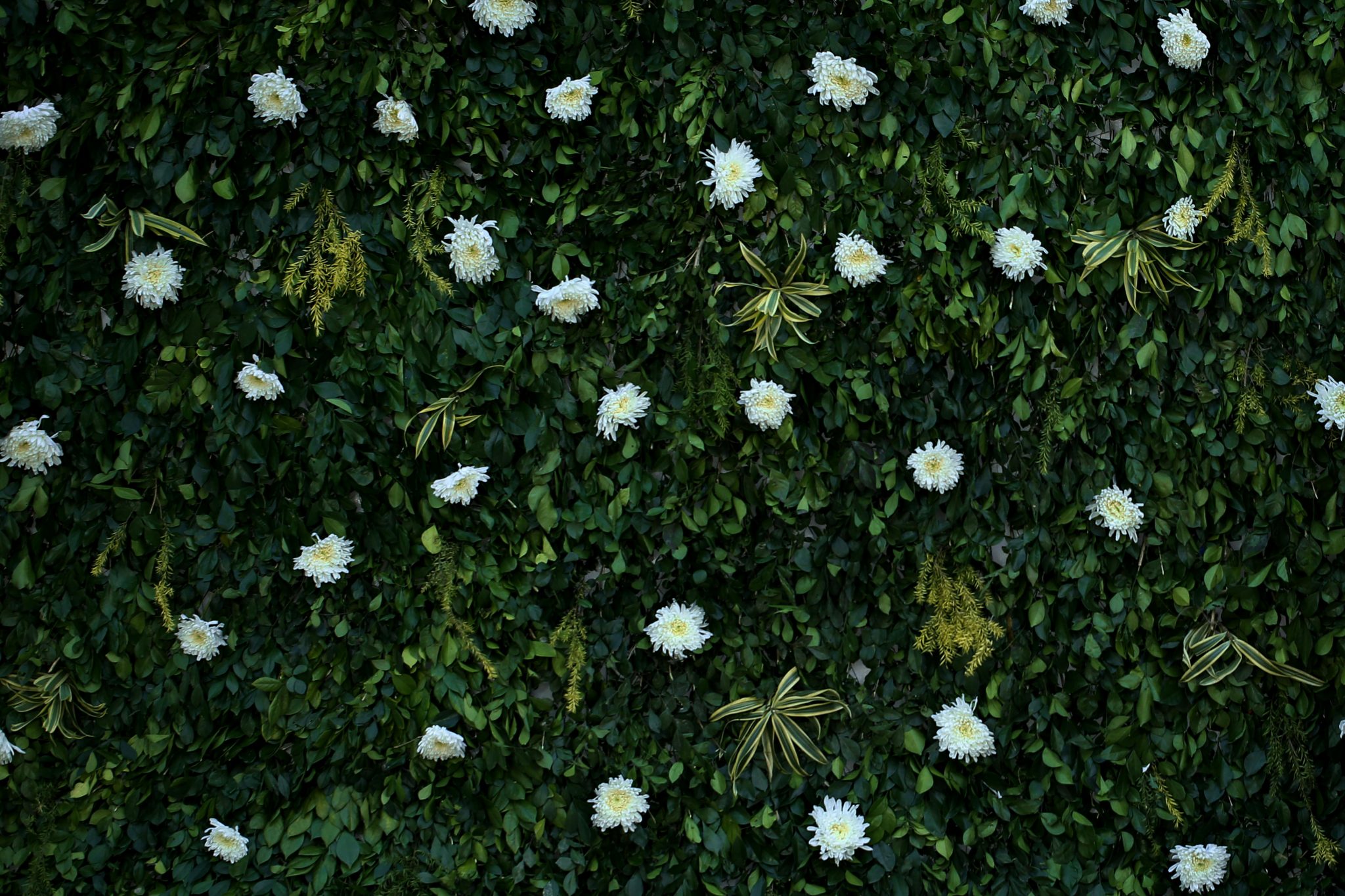 Transform your garden with these 5 fast-growing evergreen shrubs | SA ...