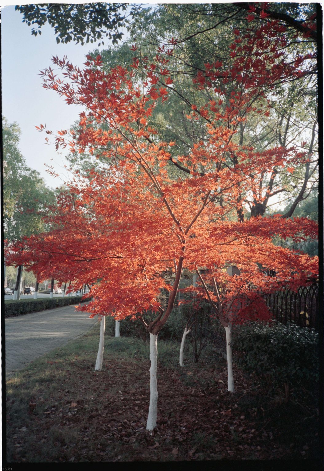Enhance your garden with vibrant Autumn colours | SA Garden and Home