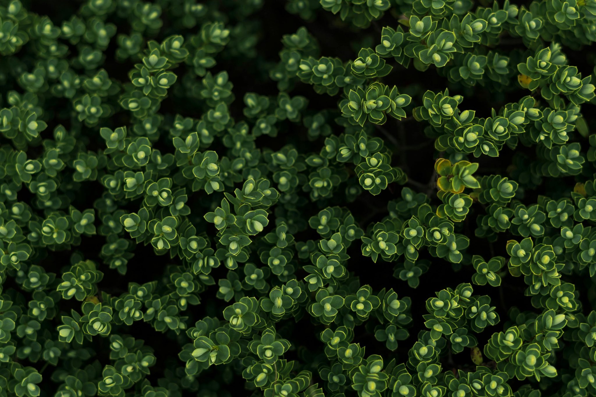 Transform your garden with these 5 fast-growing evergreen shrubs | SA ...