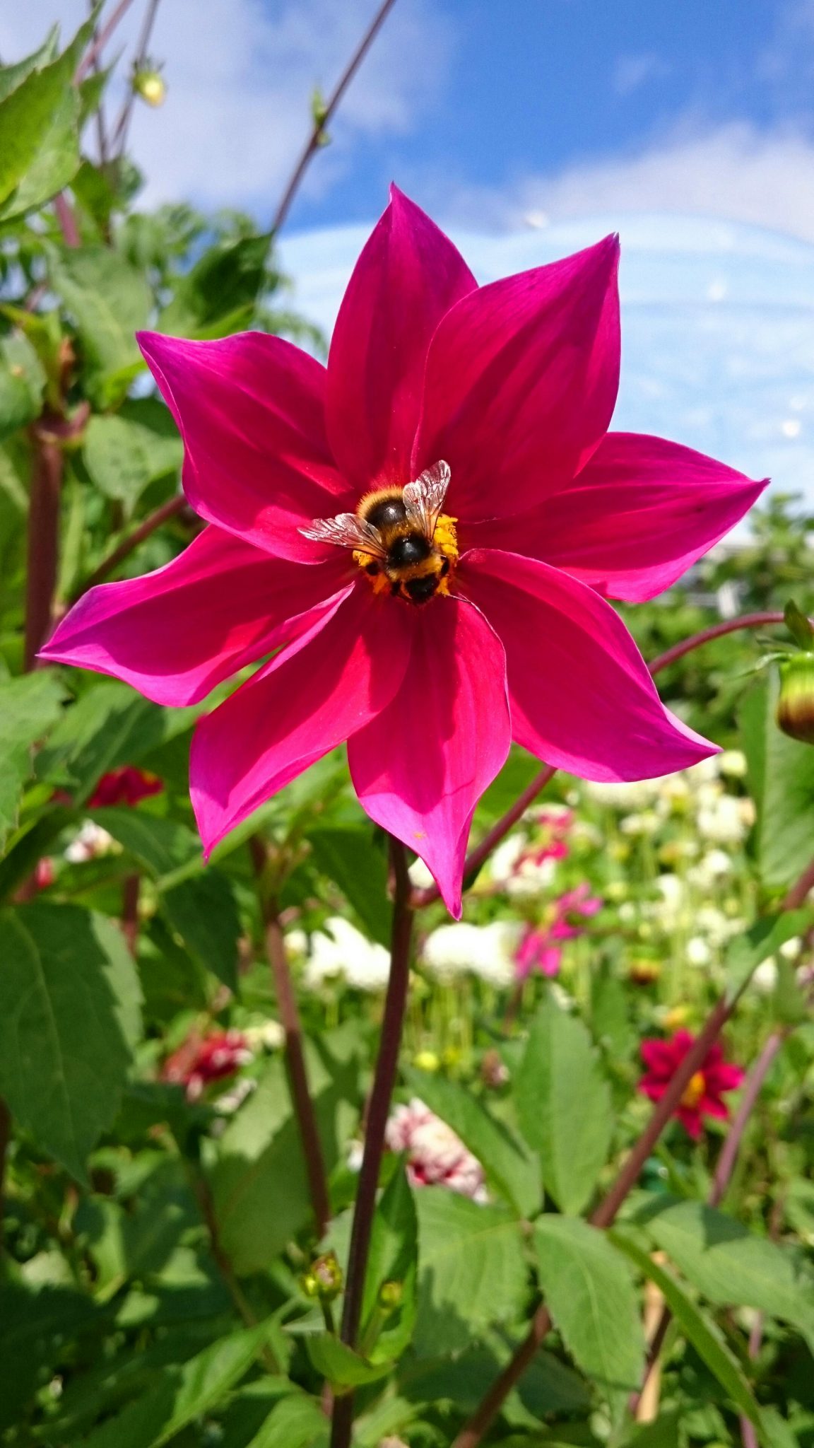 Understanding the do's and don'ts of cross-pollination | SA Garden and Home