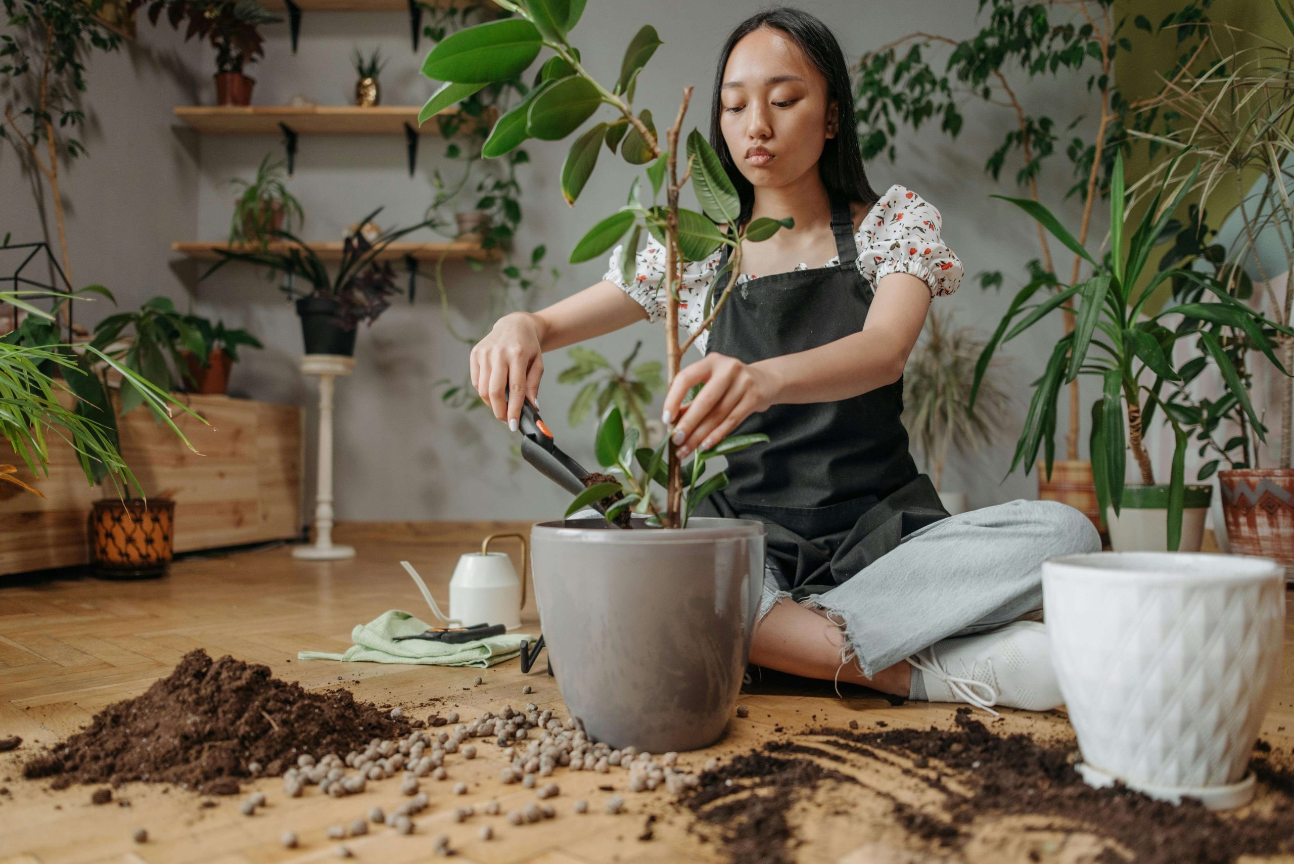 When and how to transplant your plants: Key signs to lookout for | SA ...