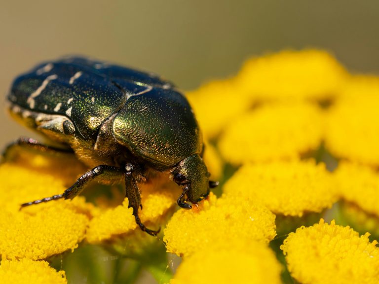 Understanding the do's and don'ts of cross-pollination | SA Garden and Home