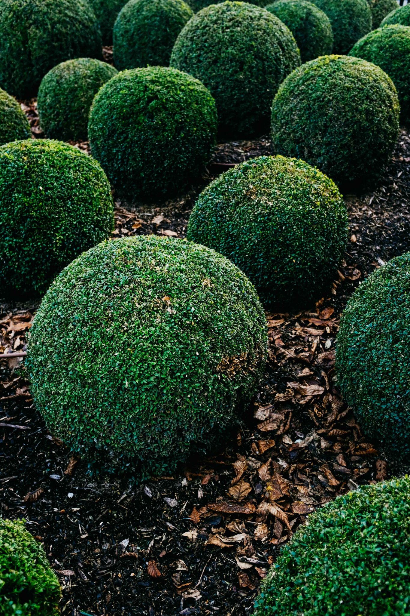 Mastering the art of hedge plant selection | SA Garden and Home