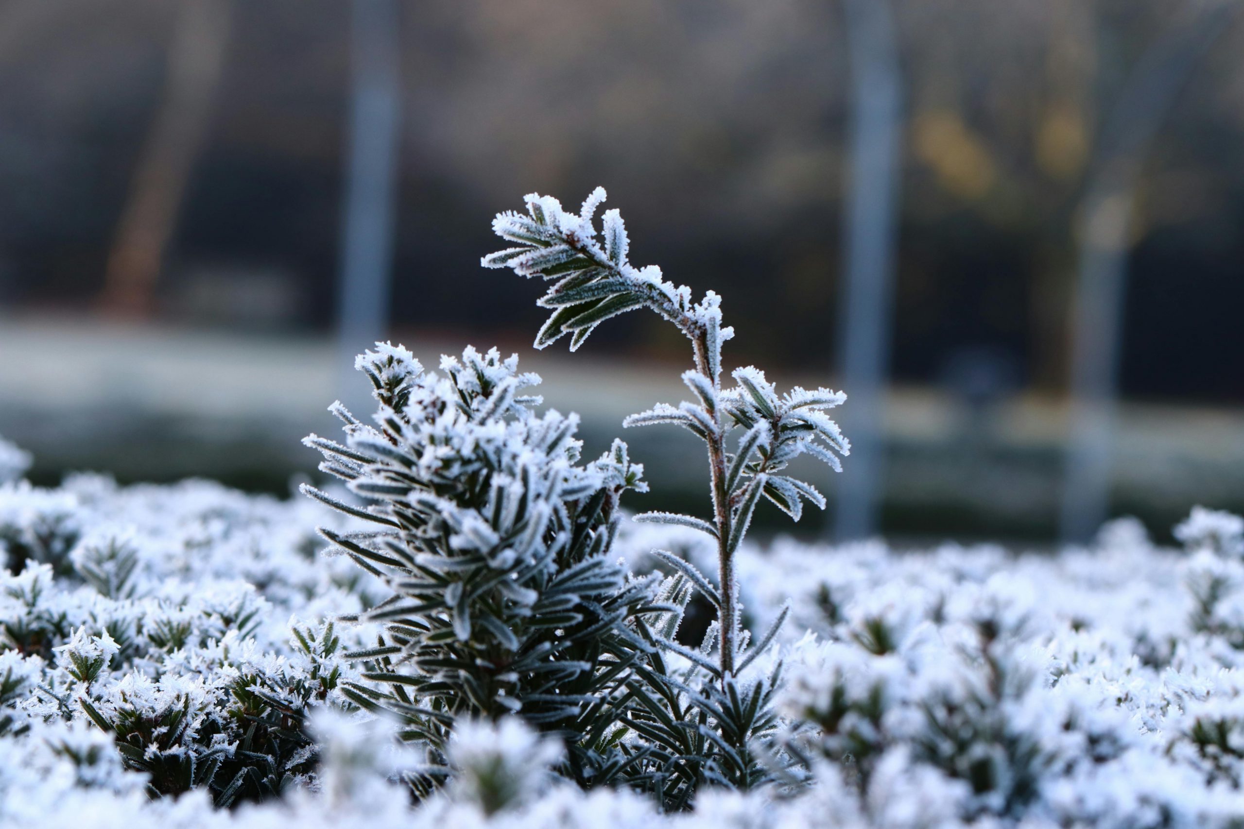 Effective ways to manage frost damage on your plants | SA Garden and Home