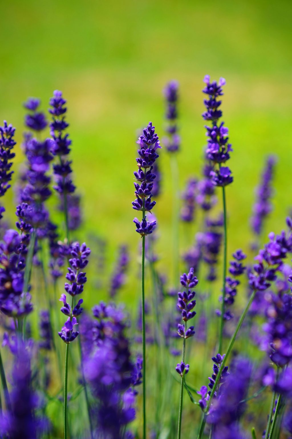 Transform your garden space with these five stunning purple flowers ...
