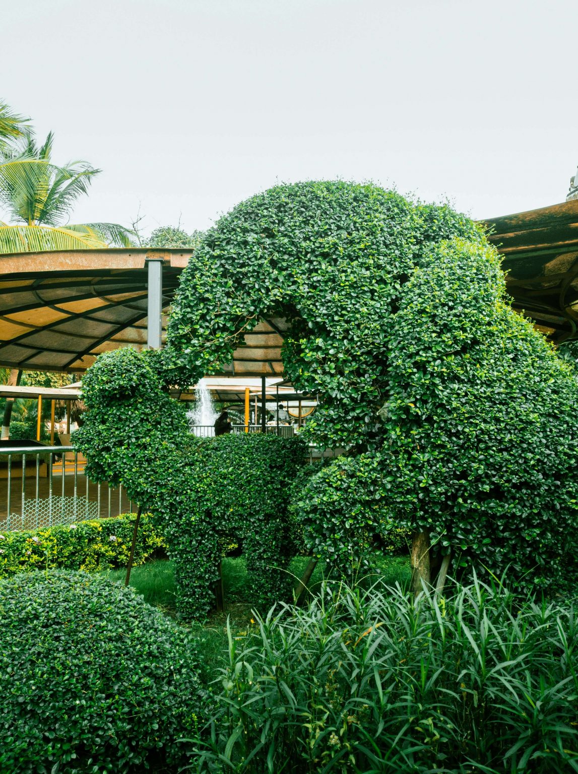 Mastering the art of hedge plant selection | SA Garden and Home