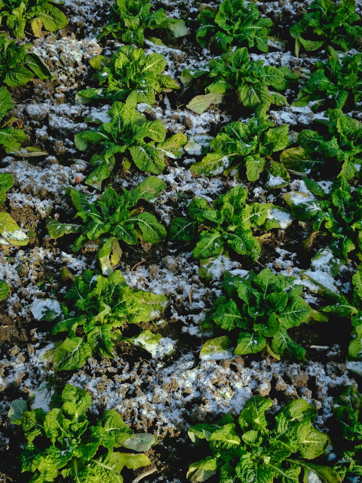 Frost tolerant plants to plant in winter | SA Garden and Home