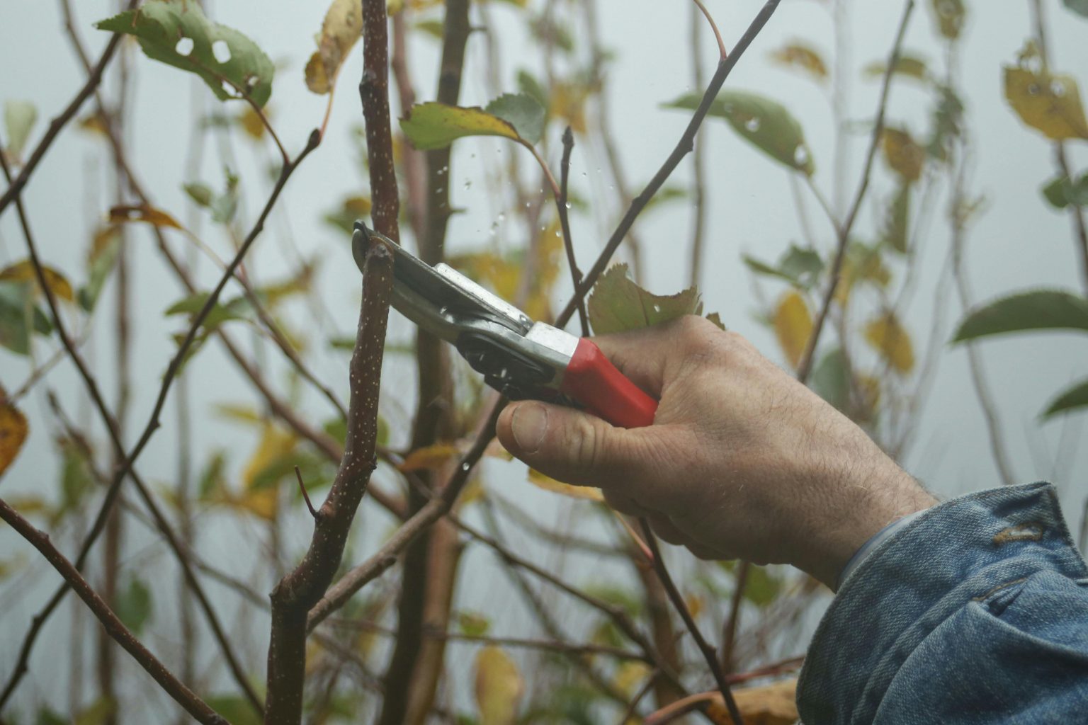Master the art of pruning: When and how to prune your plants ...