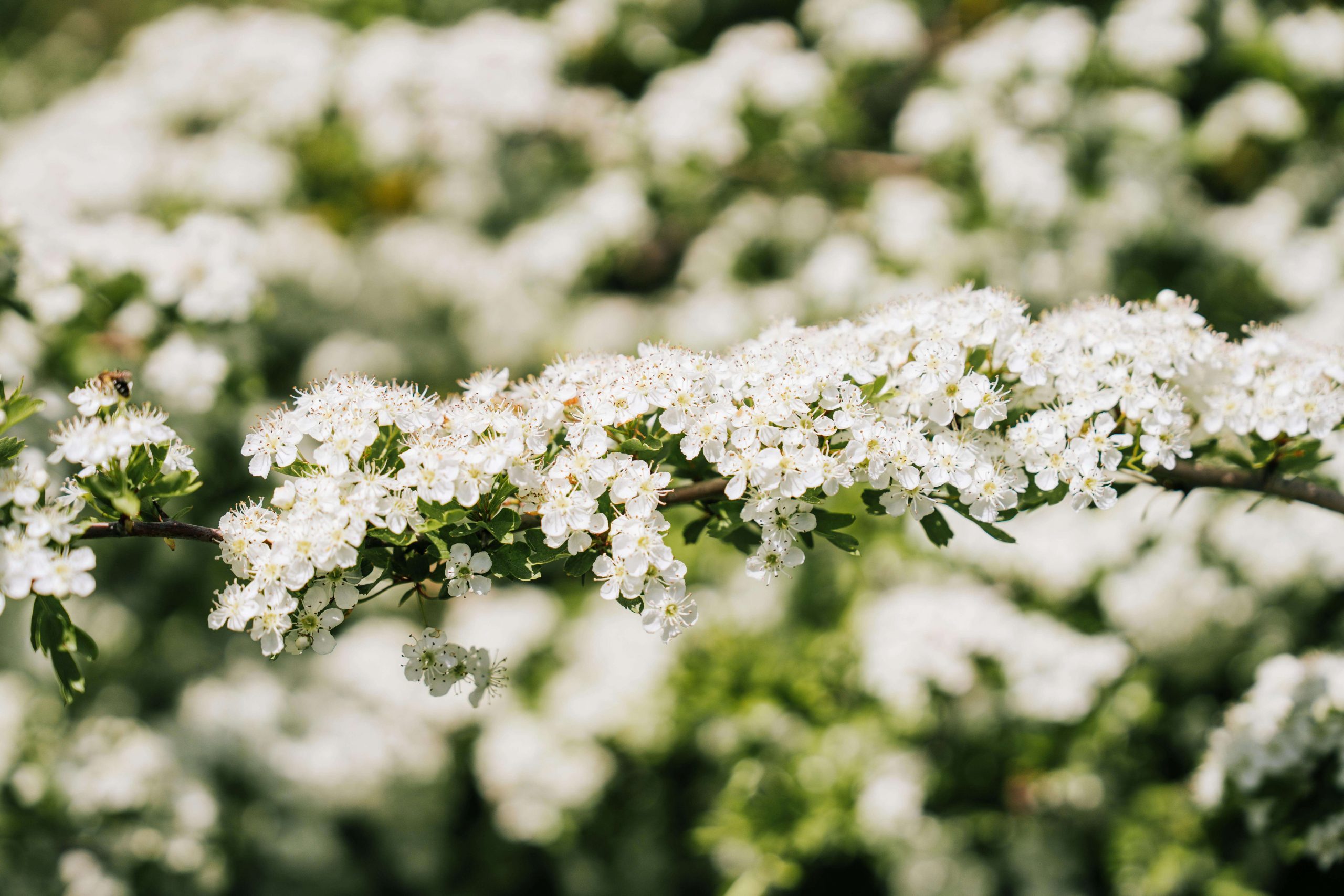 Everything you need to know about May's birth flowers