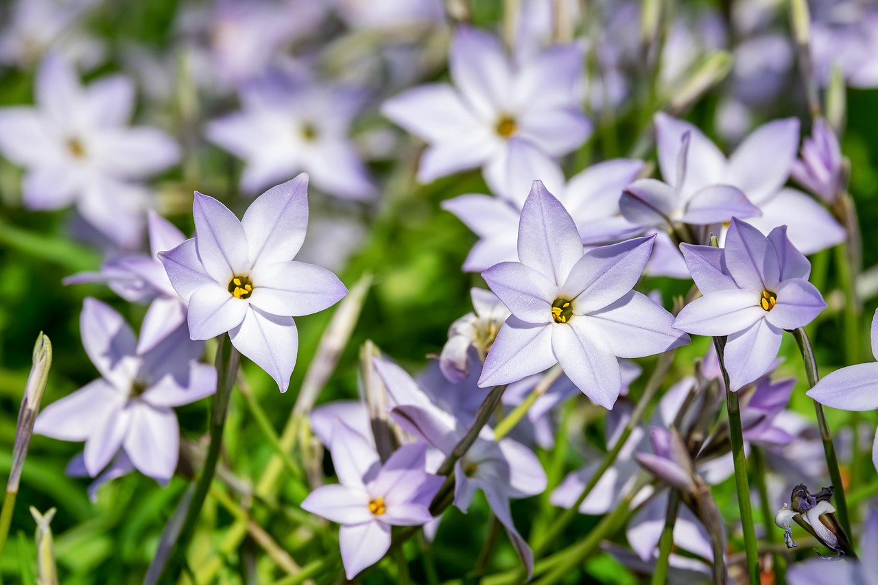 Plant the starflower now for the best spring blooms | SA Garden and Home
