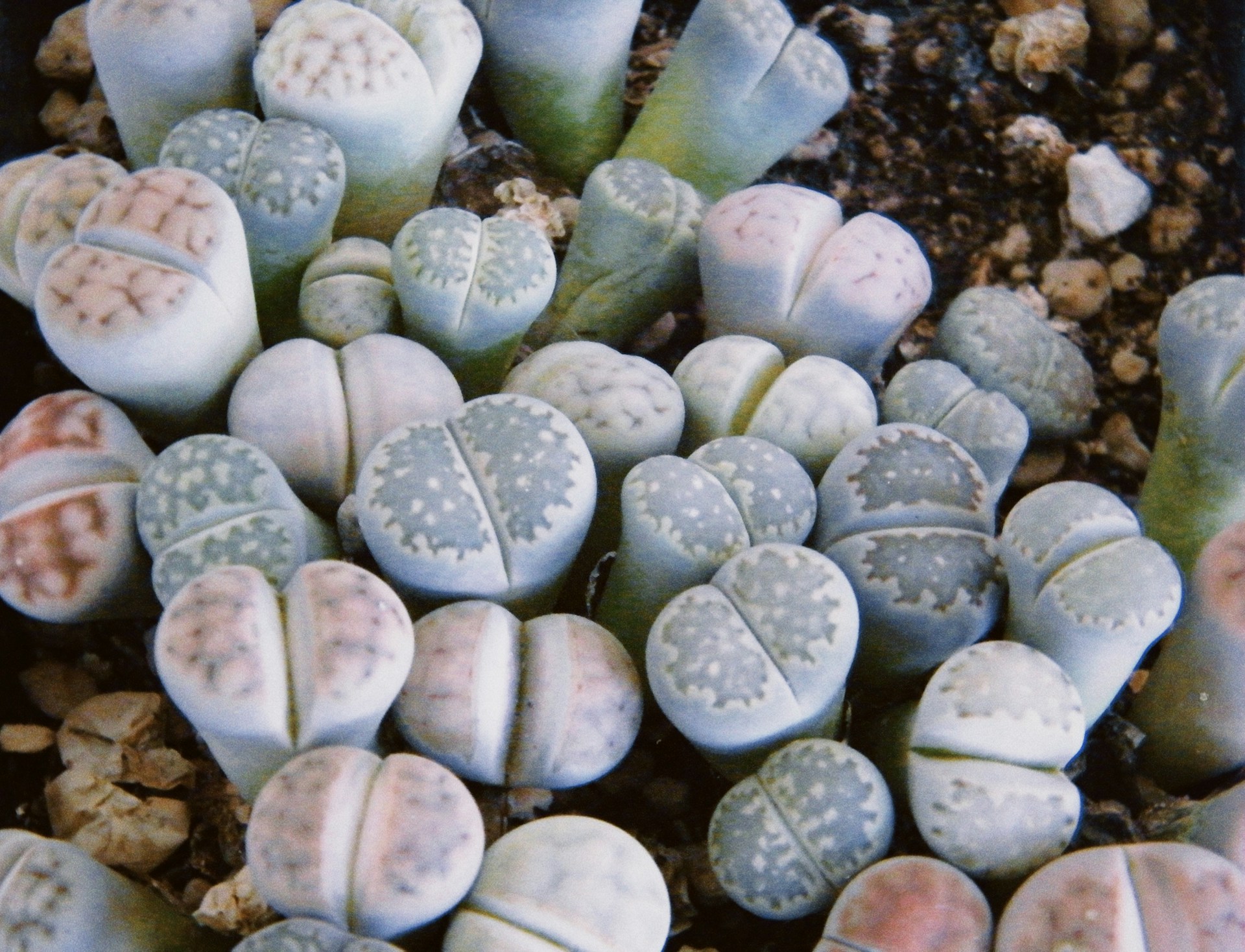 Discover living stone plants: The resilient charm of lithops