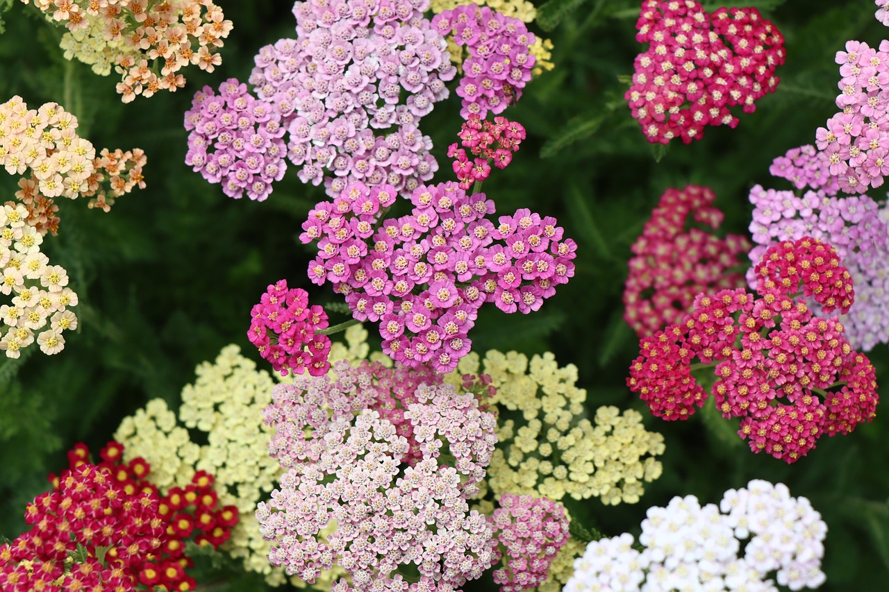 How to grow yarrow