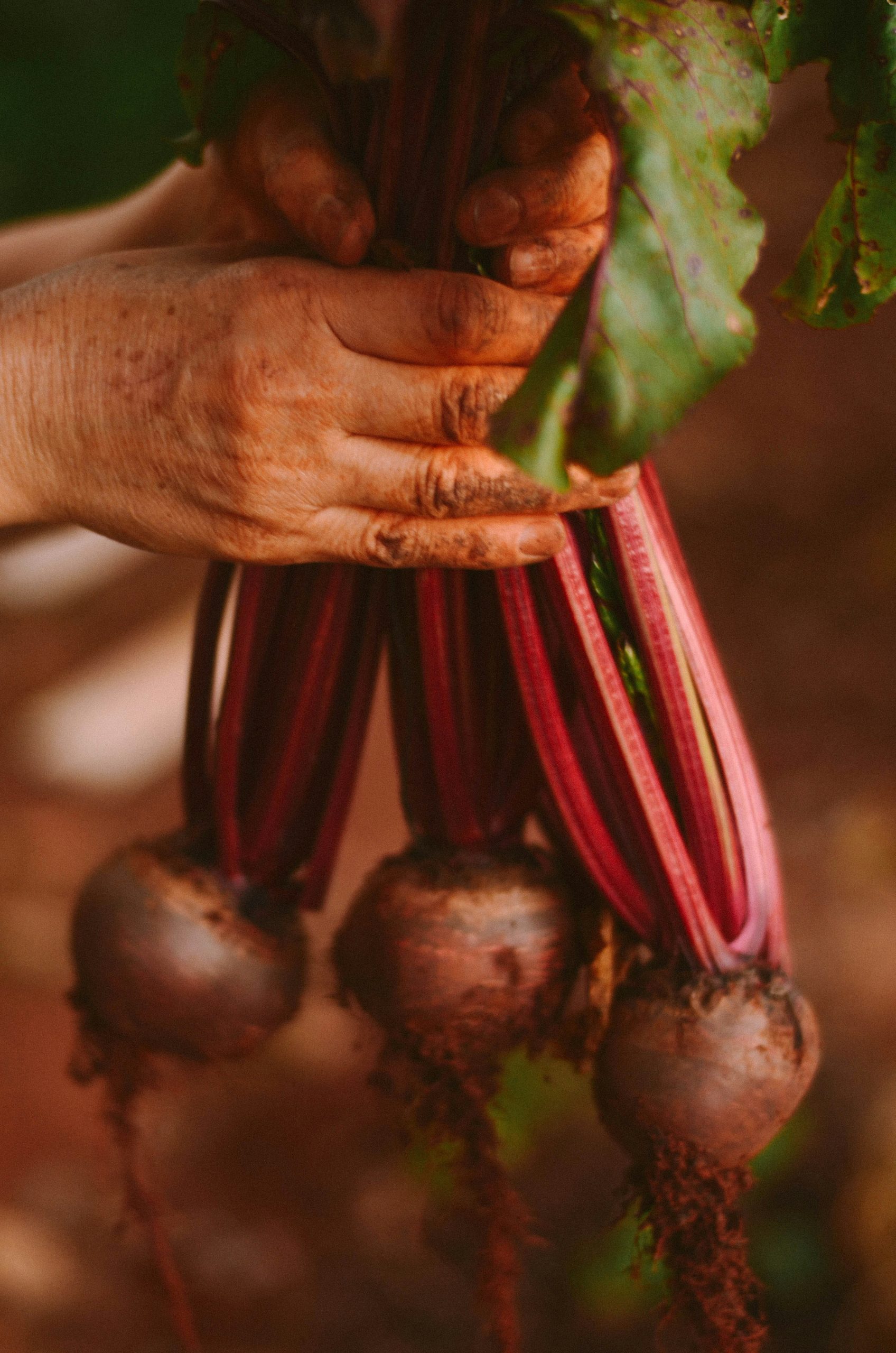 How to grow your own beetroot at home