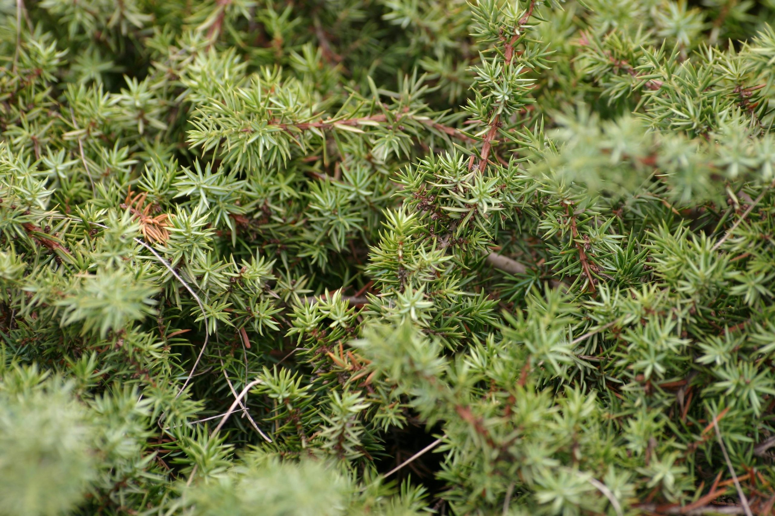 Winter hardy shrubs: Best choices for winter | SA Garden and Home