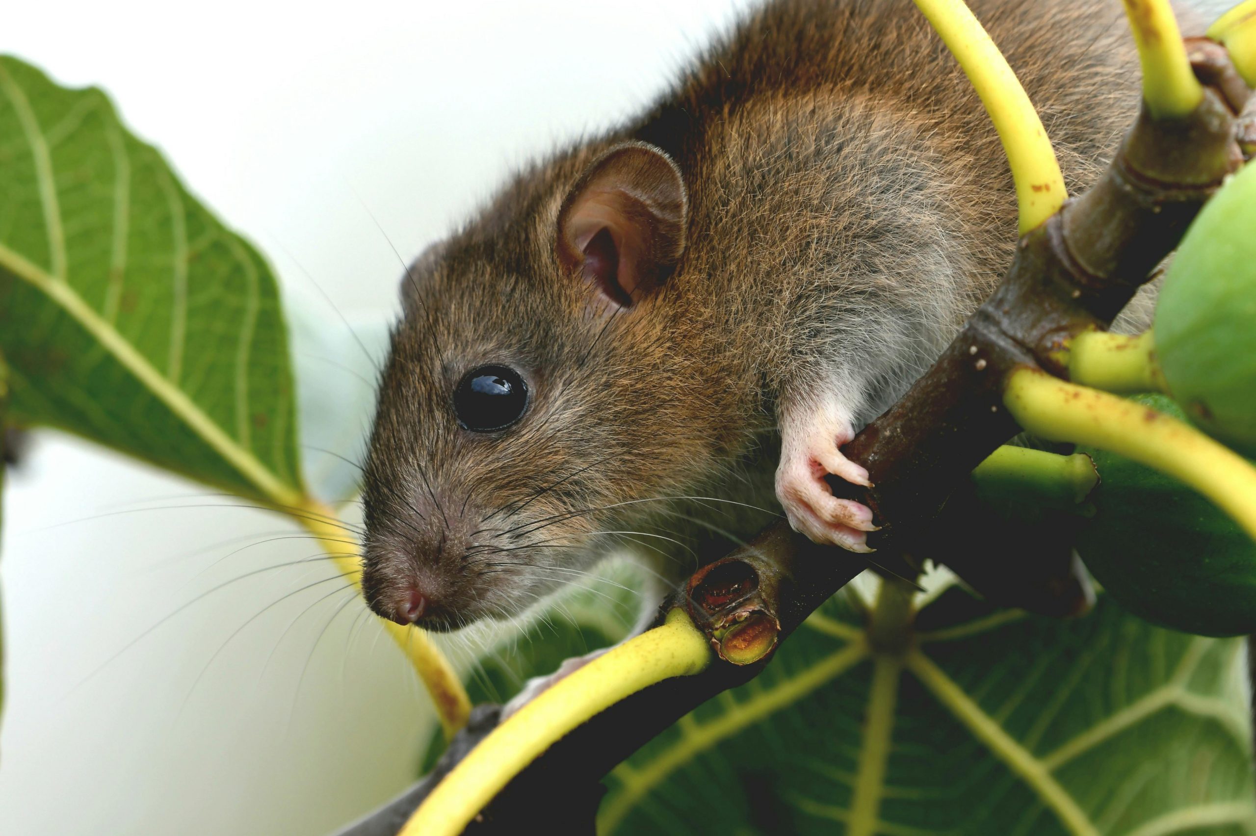 How to detect and eliminate rats in your garden: Key indicators and solutions | SA Garden and Home