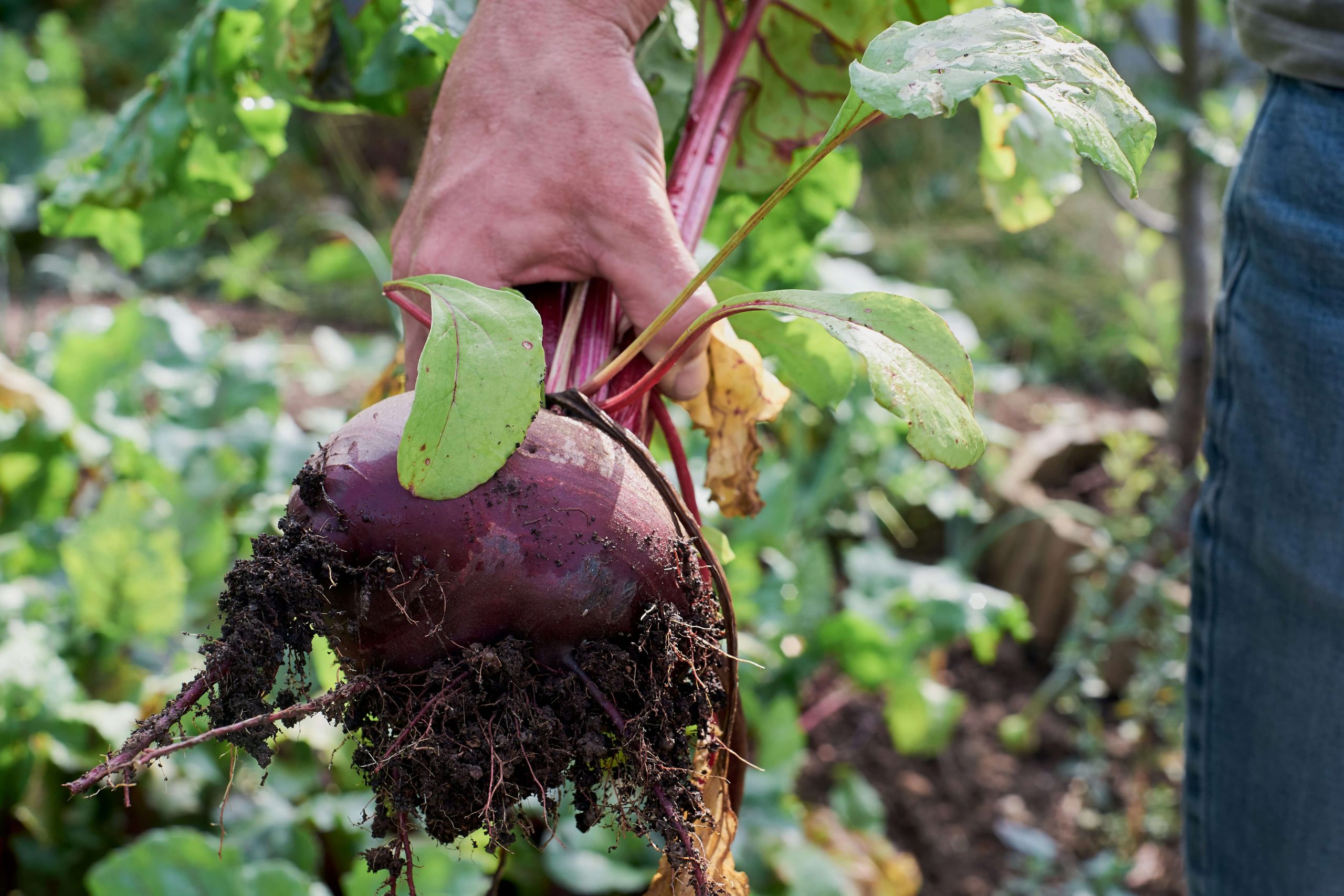 How to grow your own beetroot at home