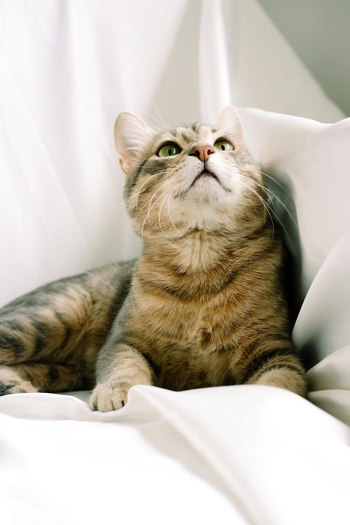 Tips for cat-proofing your furniture