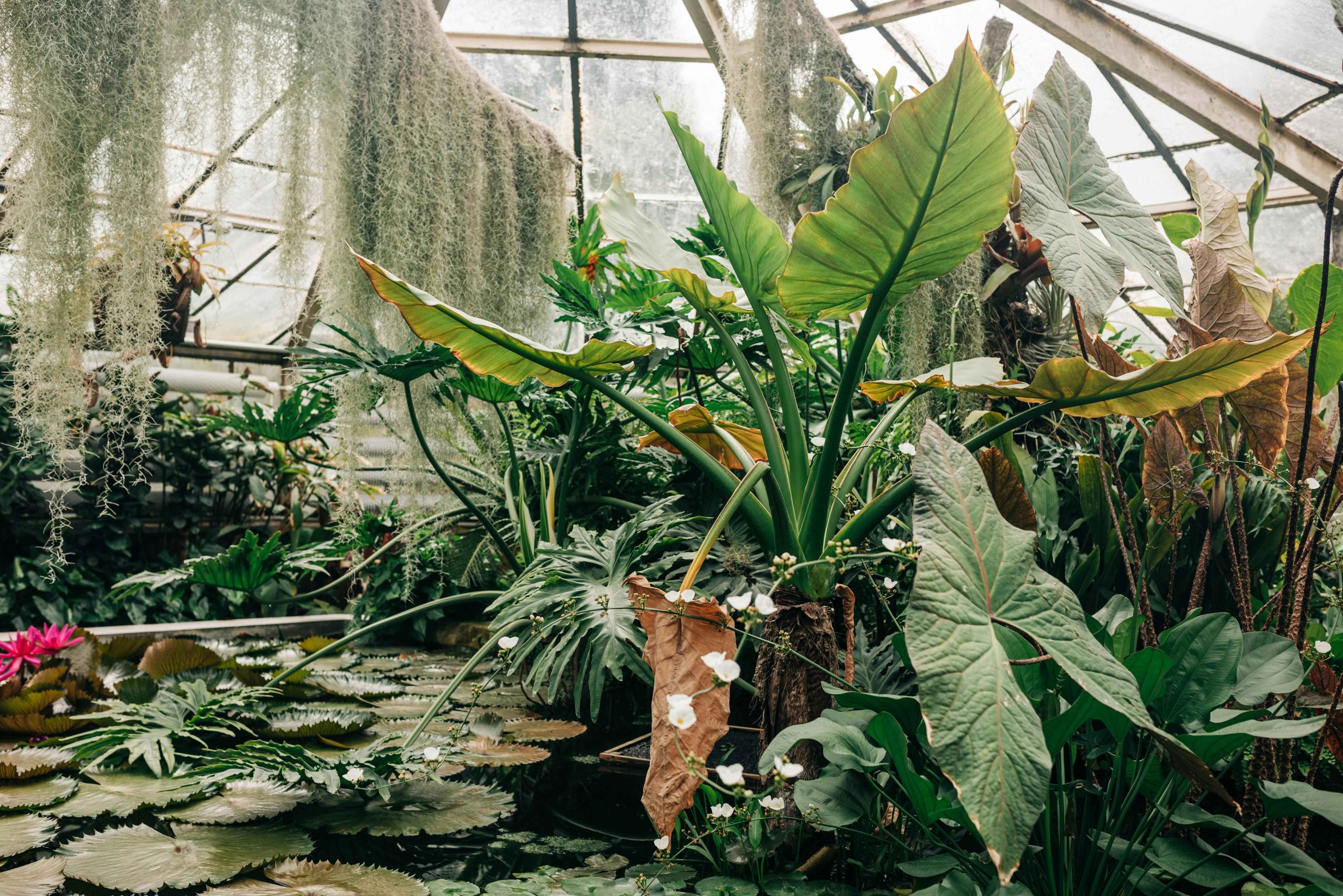 Discover the perfect plants for your conservatory | SA Garden and Home