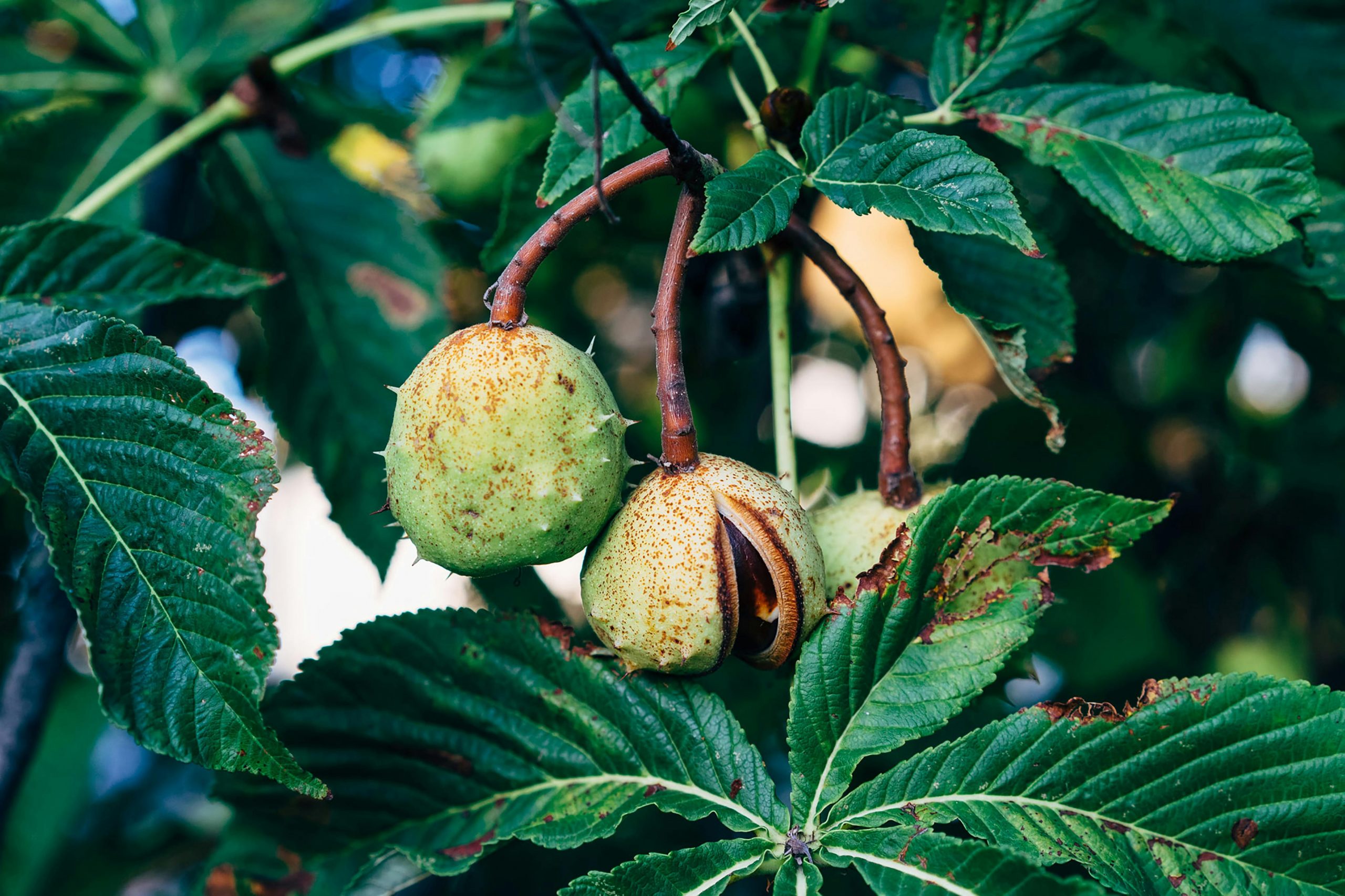 Discover the different variations of nut-growing trees | SA Garden and Home