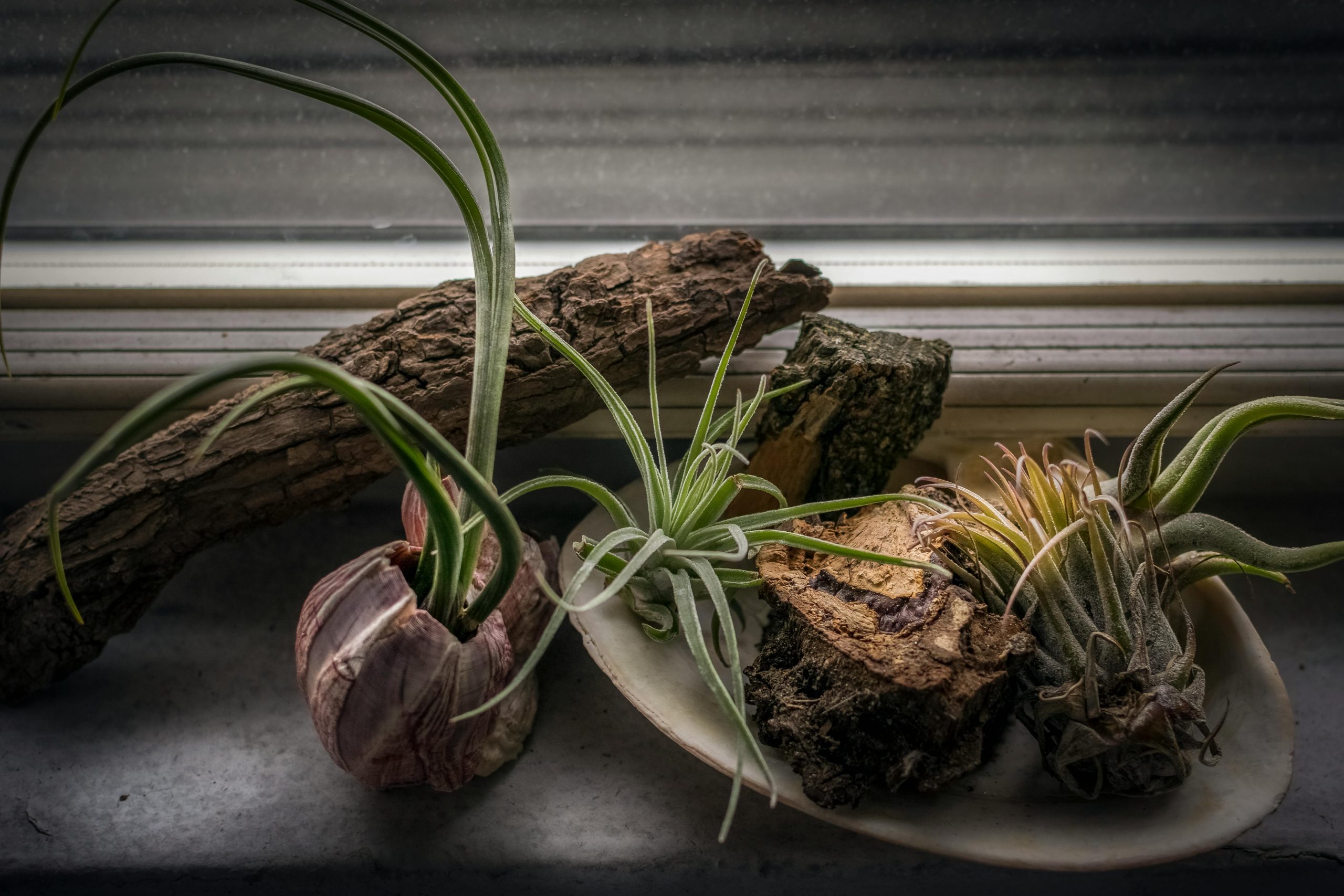Best air plants for beginners: Top air plants to consider | SA Garden ...