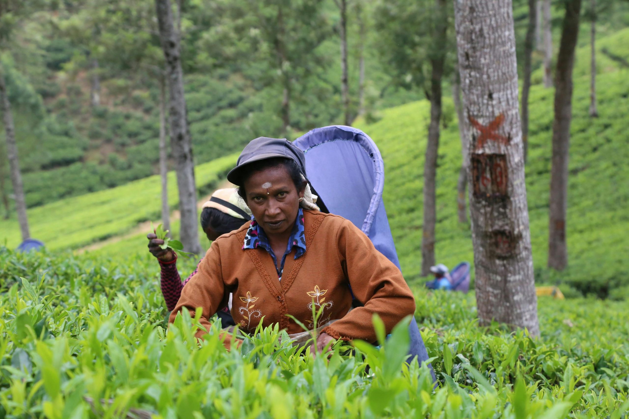 Matcha mania: Exploring the plant behind the matcha tea craze | SA ...