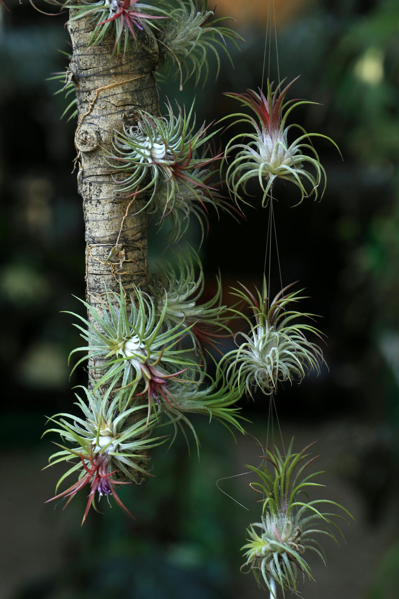 Best air plants for beginners: Top air plants to consider | SA Garden ...