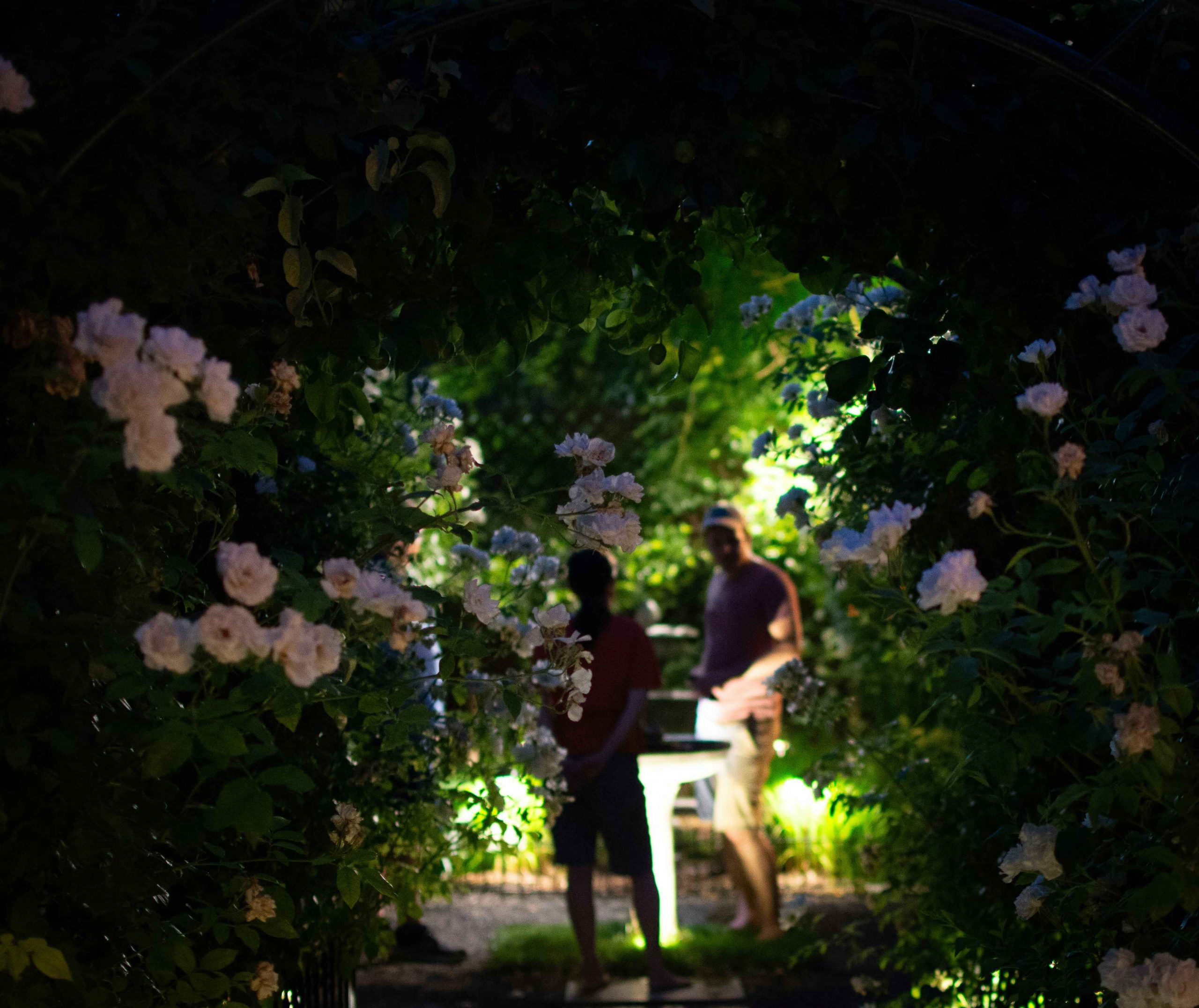 Night garden magic: Tips for creating a stunning night garden | SA ...