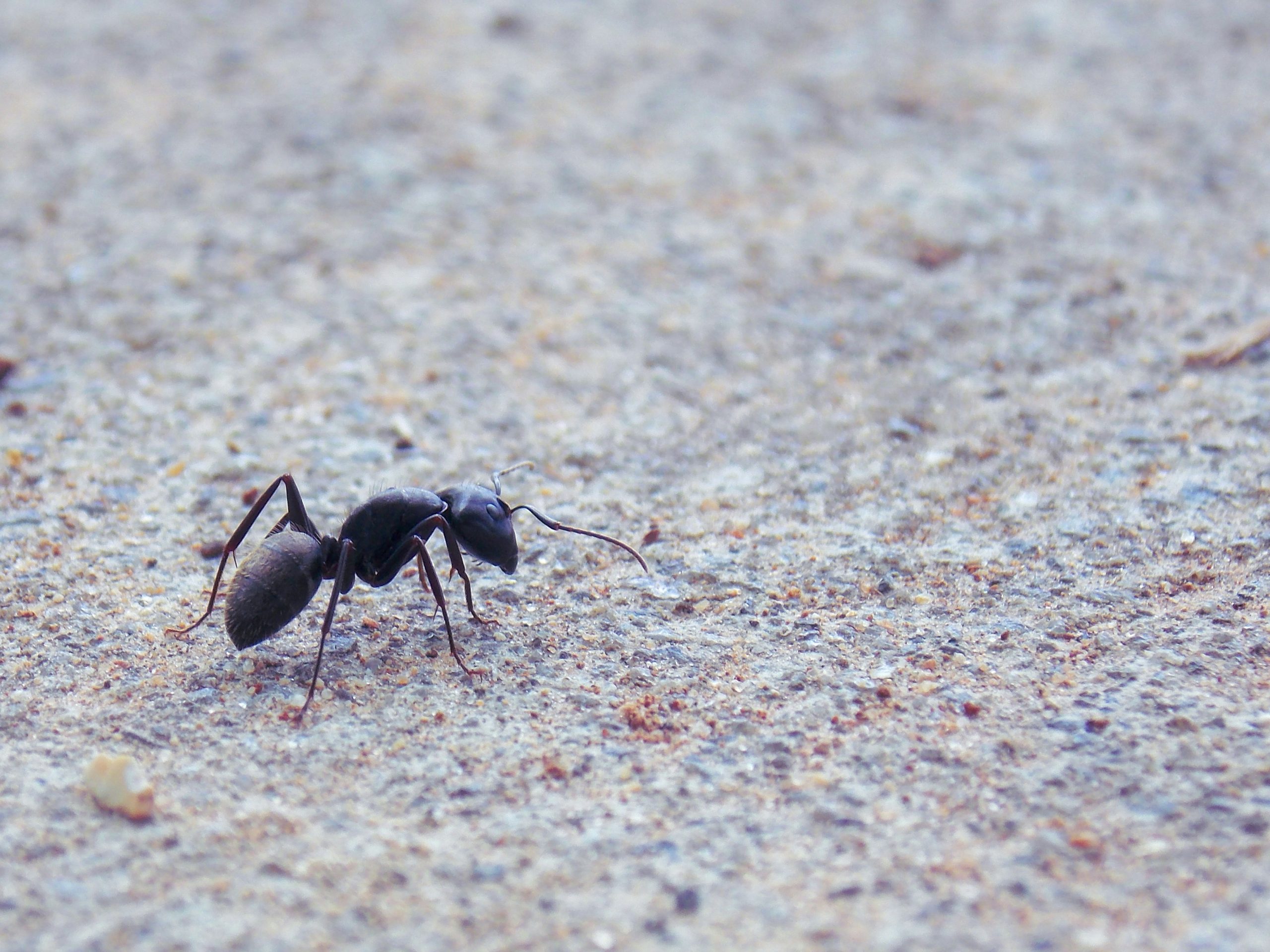 Top strategies to deter ants in your home during warm weather | SA ...