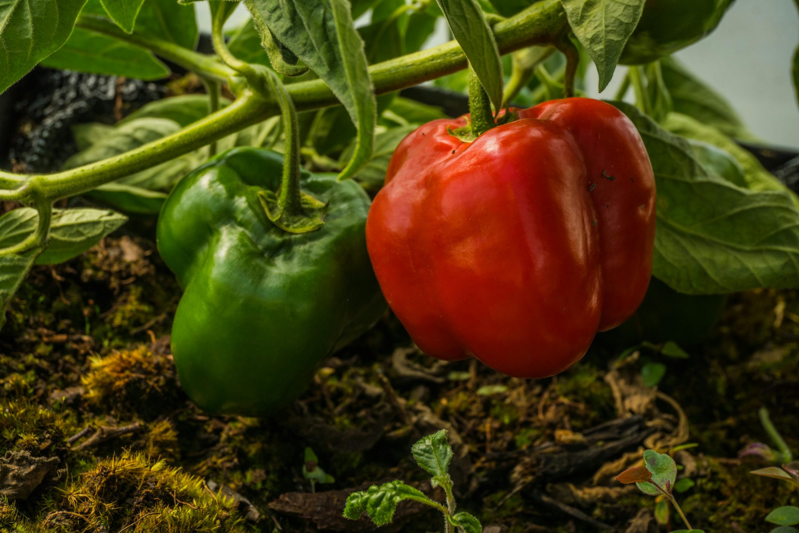 Top 5 fast-growing vegetables to plant this spring for a bountiful ...