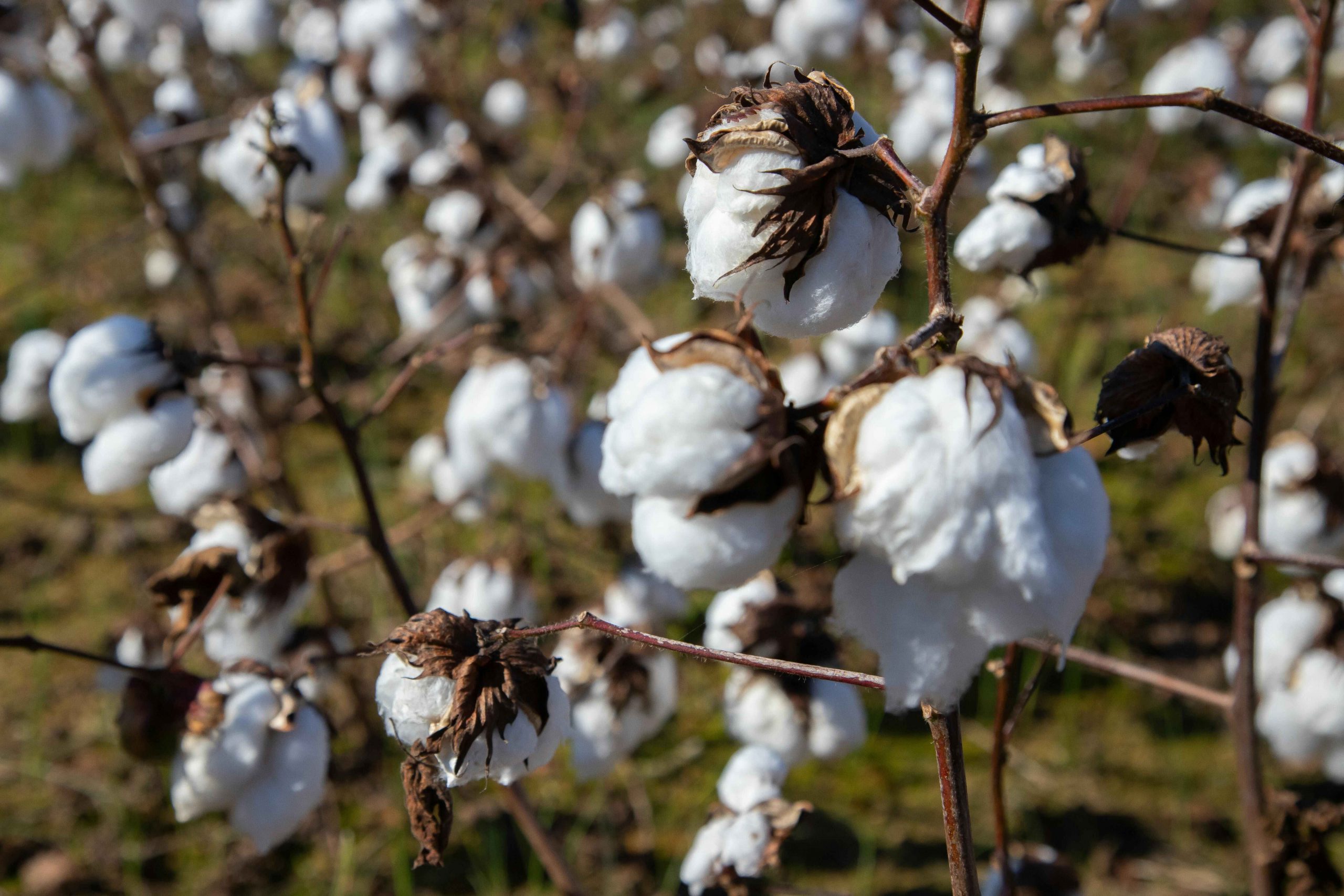 Cultivation of cotton and its diverse everyday uses | SA Garden and Home