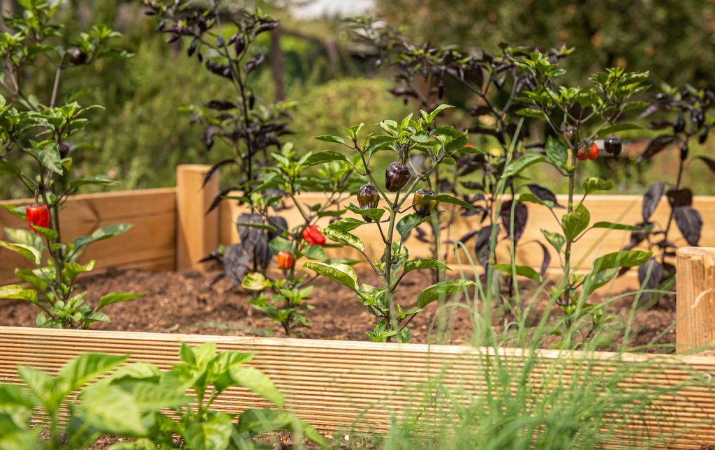Effective crop rotation strategies for raised beds to maximise yields ...