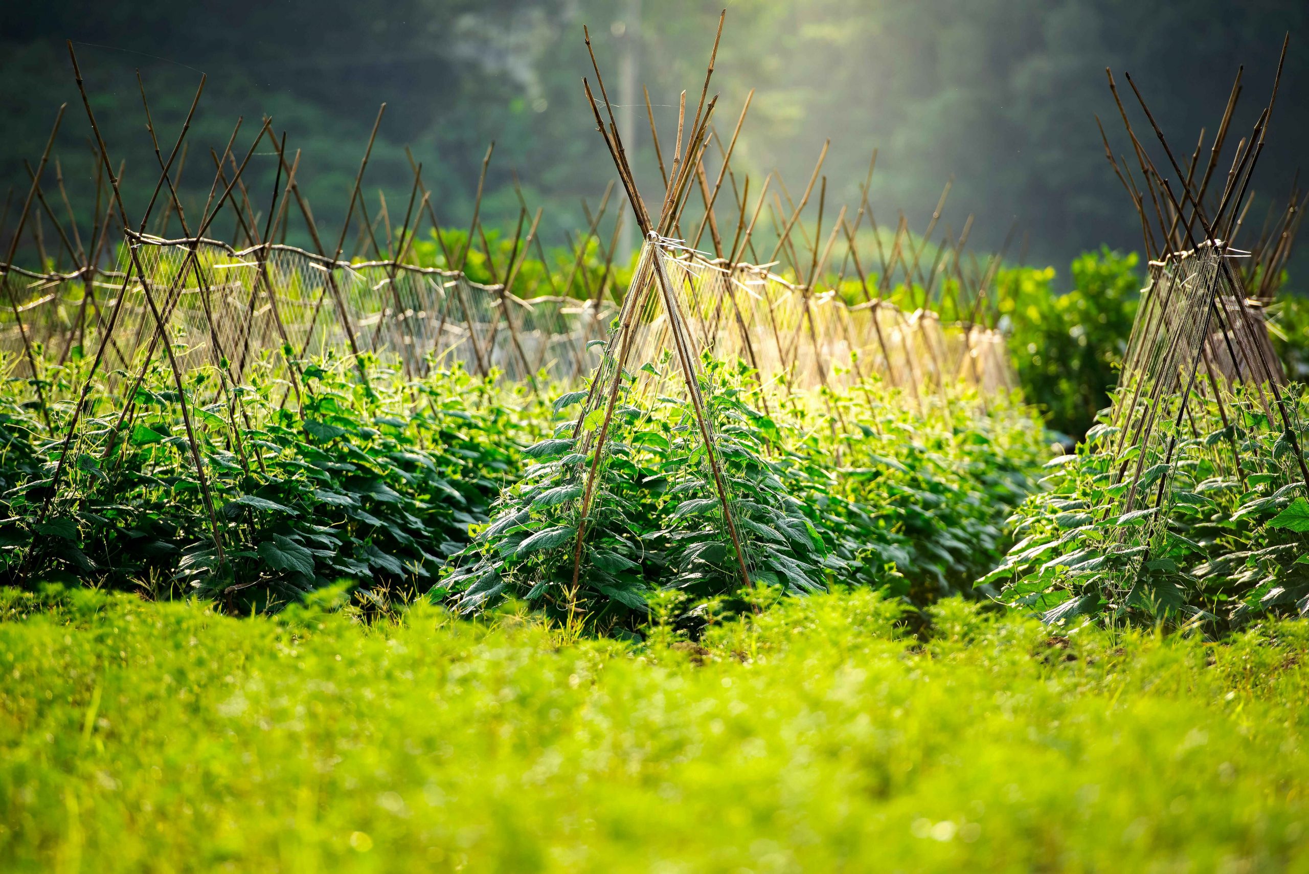 Discover the benefits of staking and tying your plants for healthier ...