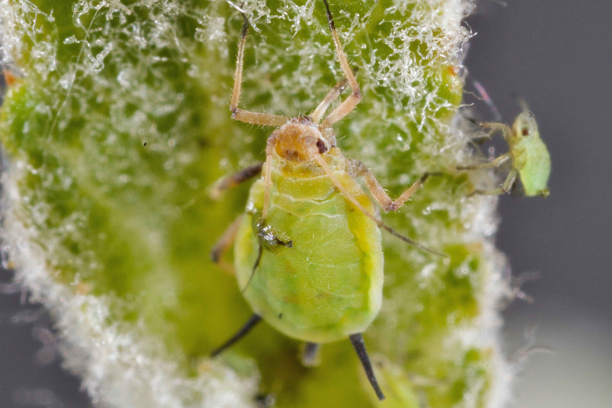 Removing woolly aphids from your plants | SA Garden and Home