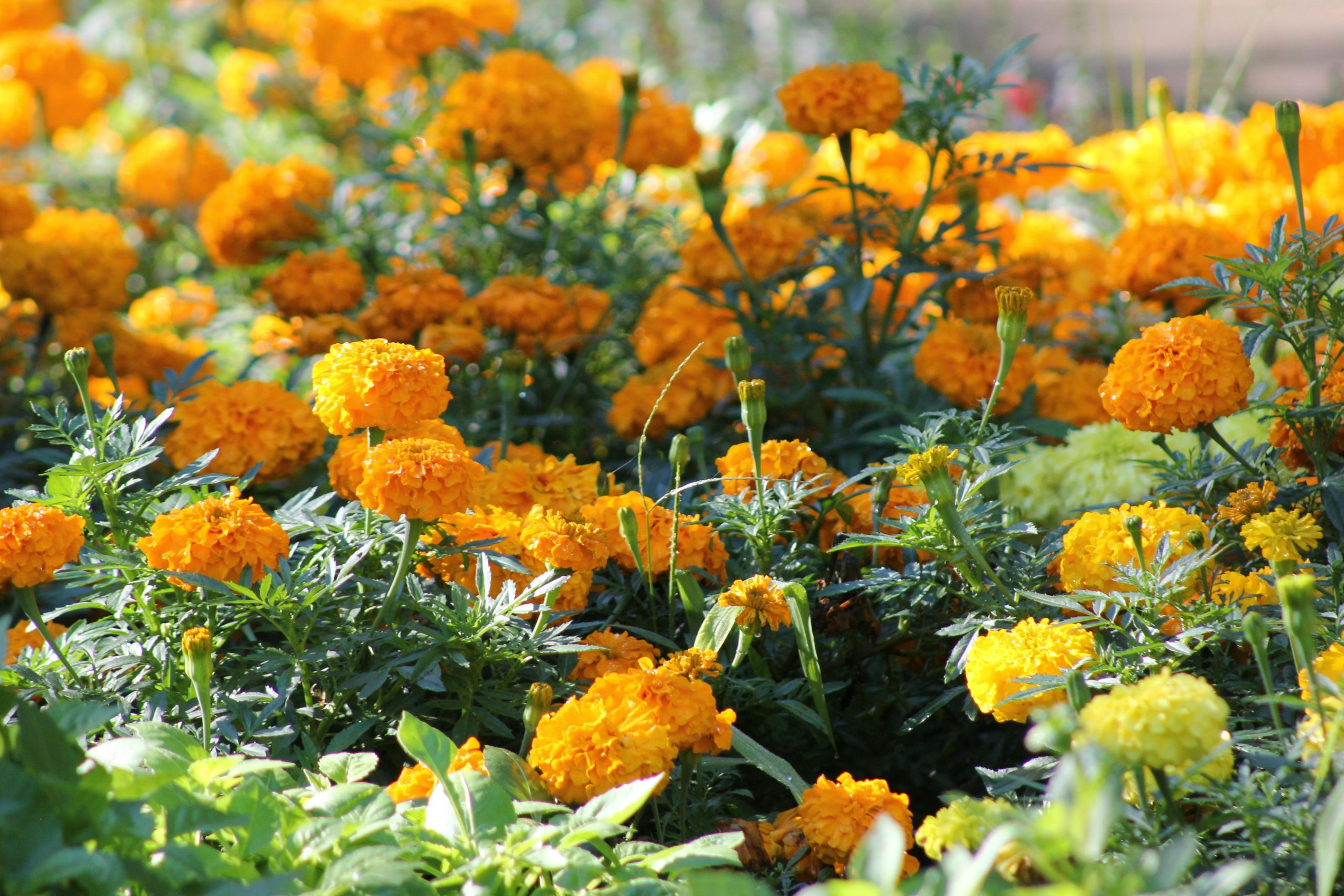 Why marigolds are essential for your garden's health and success | SA ...