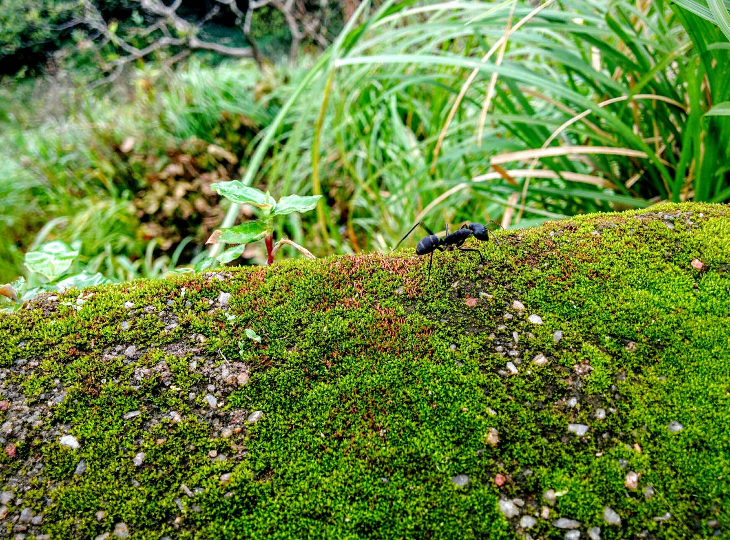 Understanding moss and algae: Key differences explained | SA Garden and ...