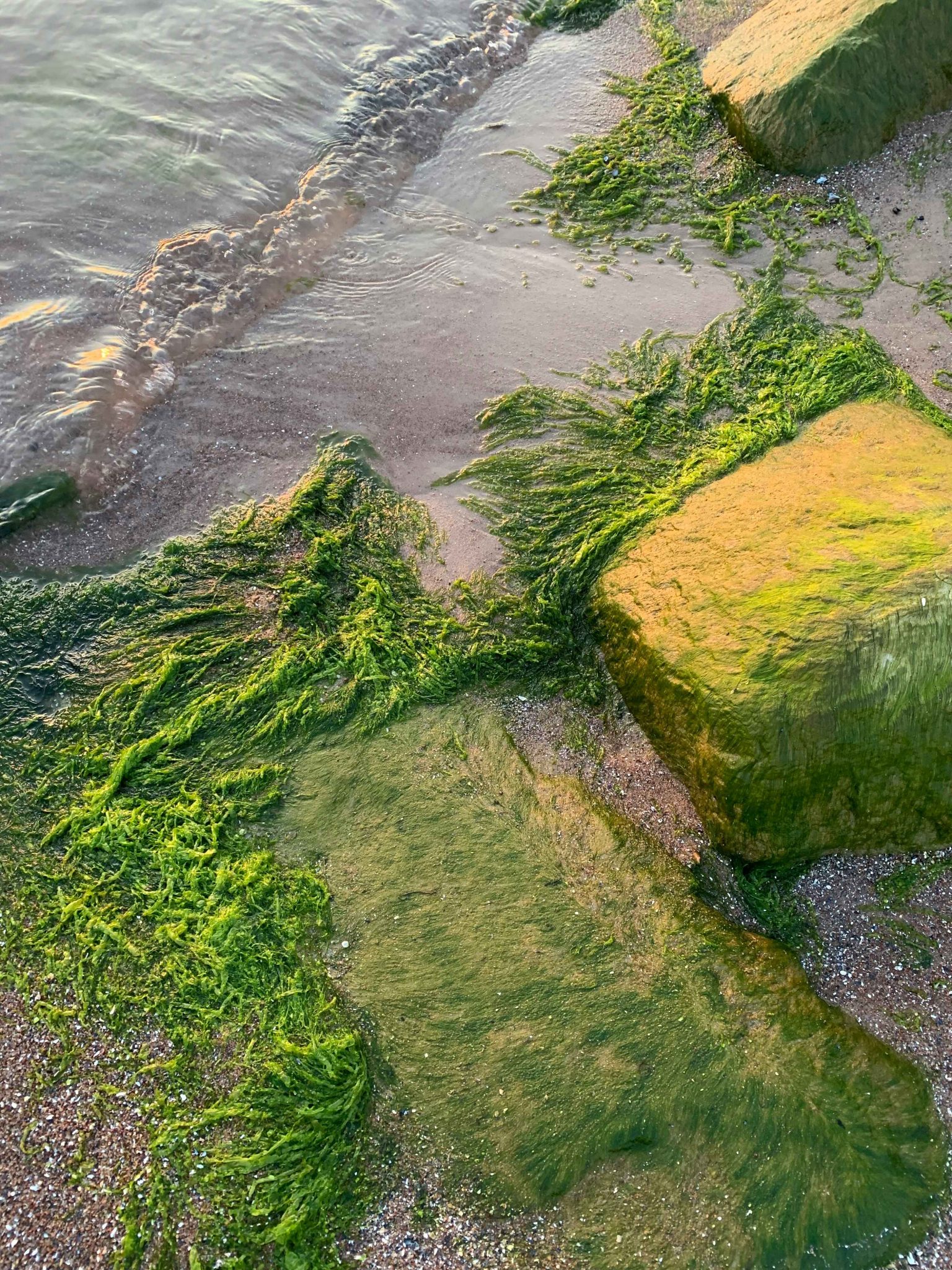 Understanding moss and algae: Key differences explained | SA Garden and Home