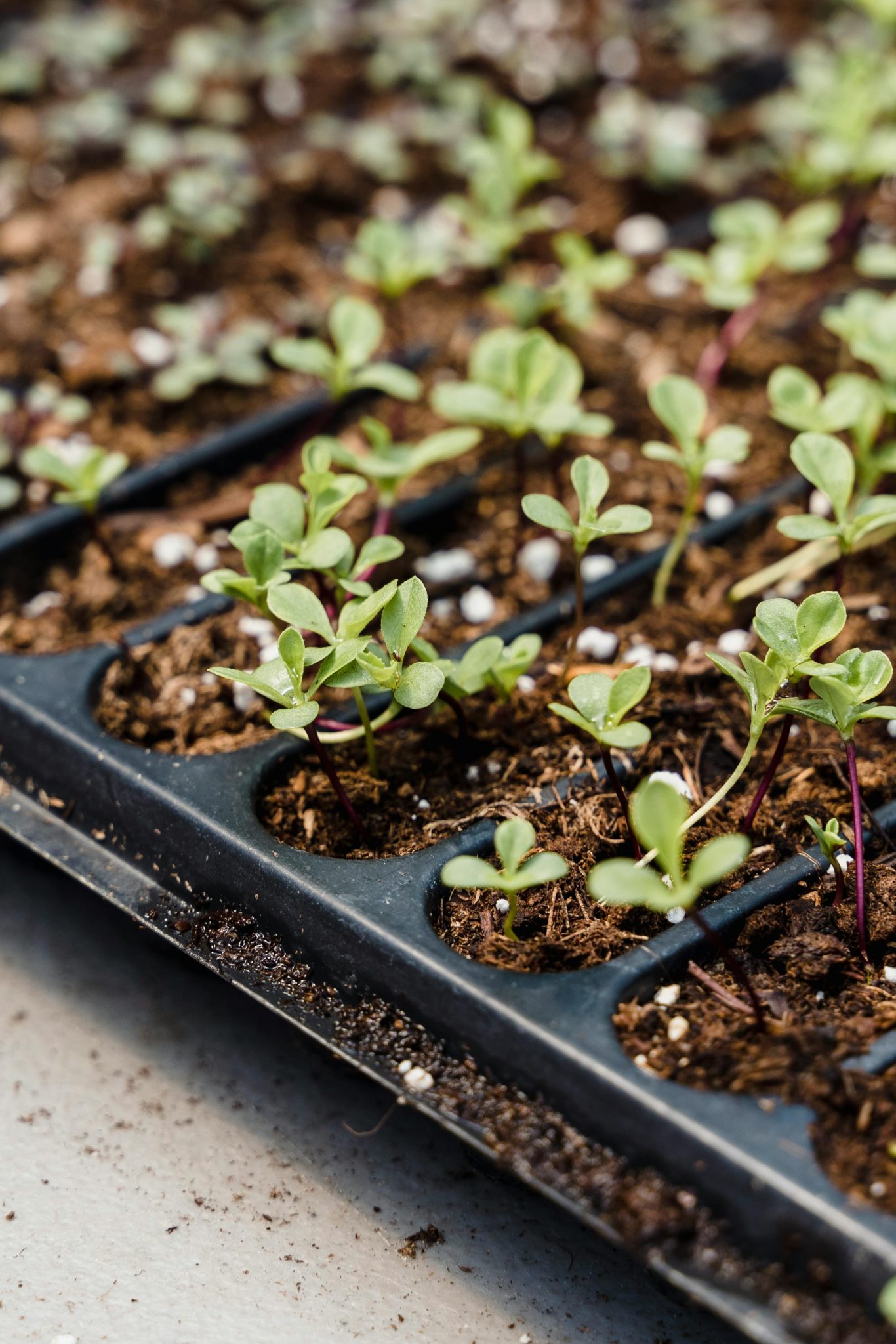 Effective ways to protect your seedlings from birds | SA Garden and Home