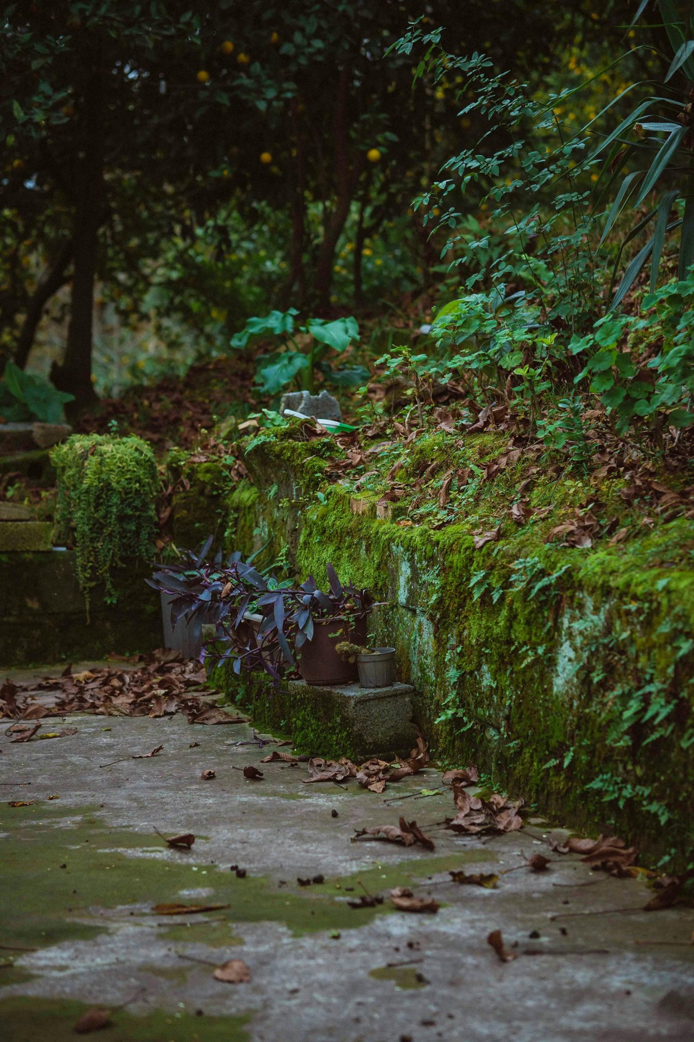 Understanding moss and algae: Key differences explained | SA Garden and ...