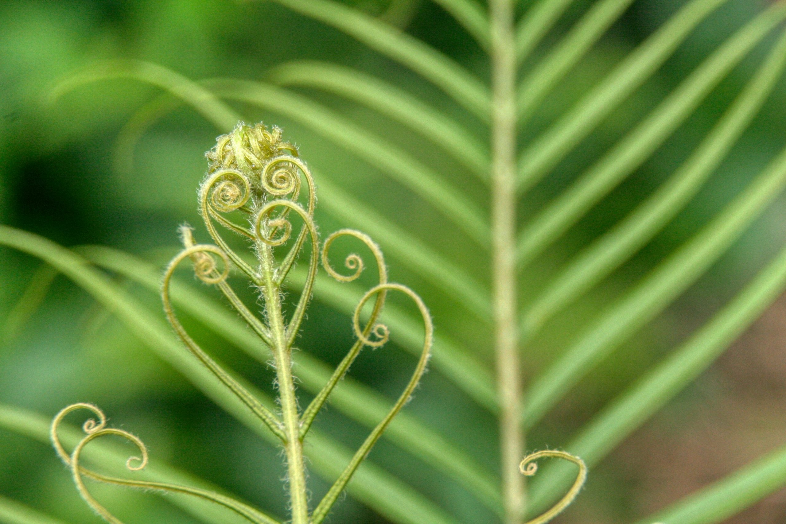 Fasciation explained: How it affects plants | SA Garden and Home
