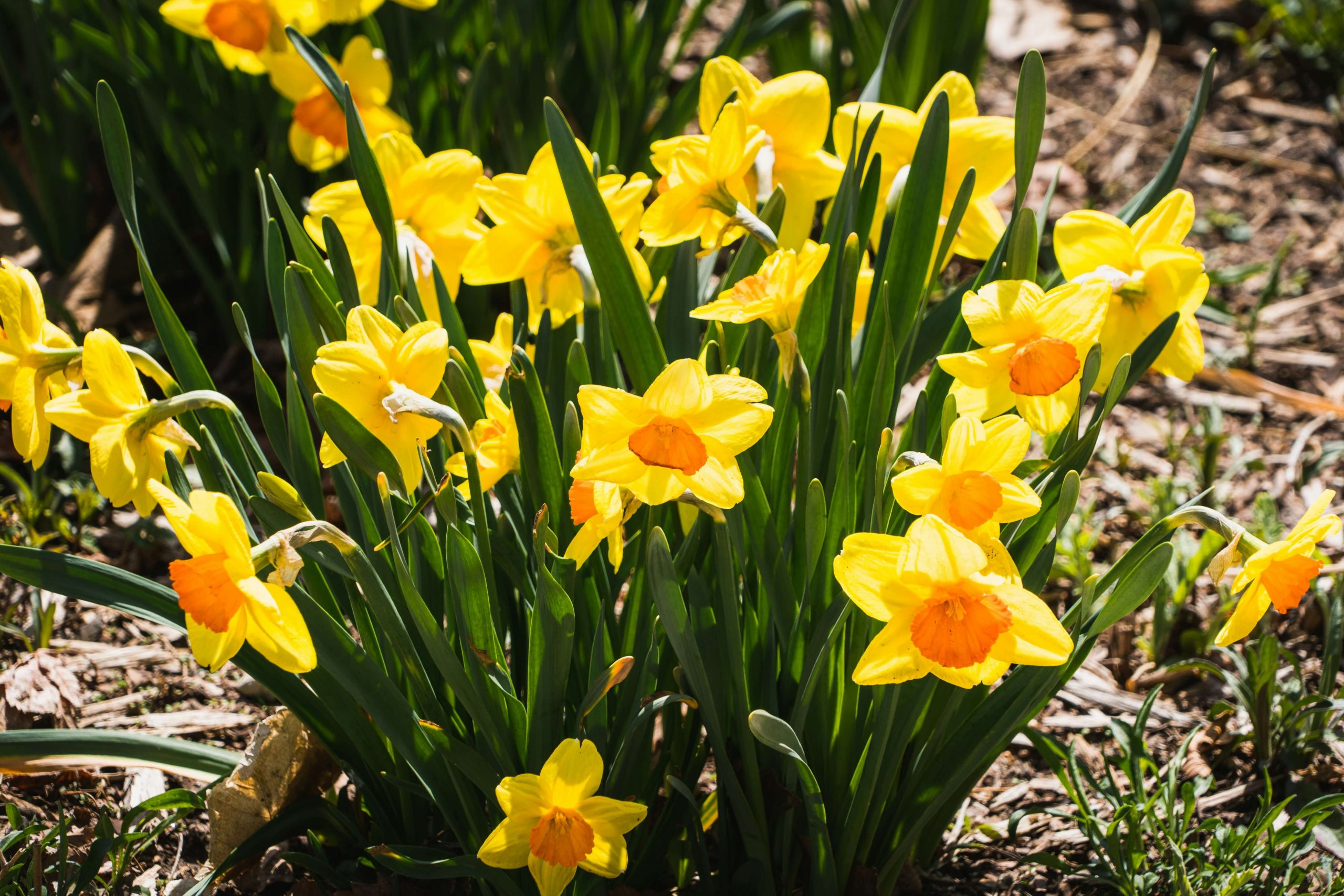 When and how to divide your bulbs for optimal growth | SA Garden and Home