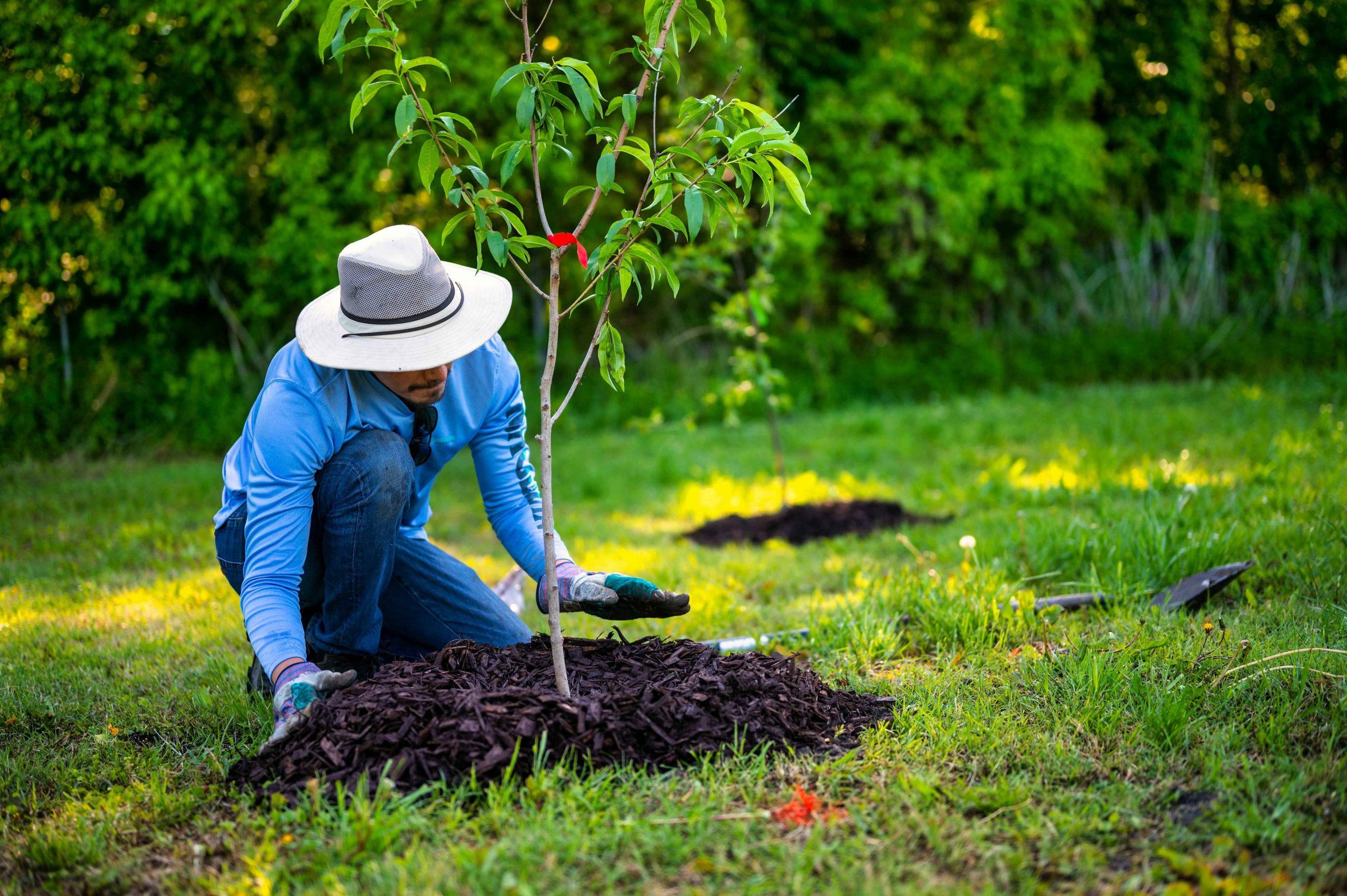 Top gardening tasks to tackle this January | SA Garden and Home