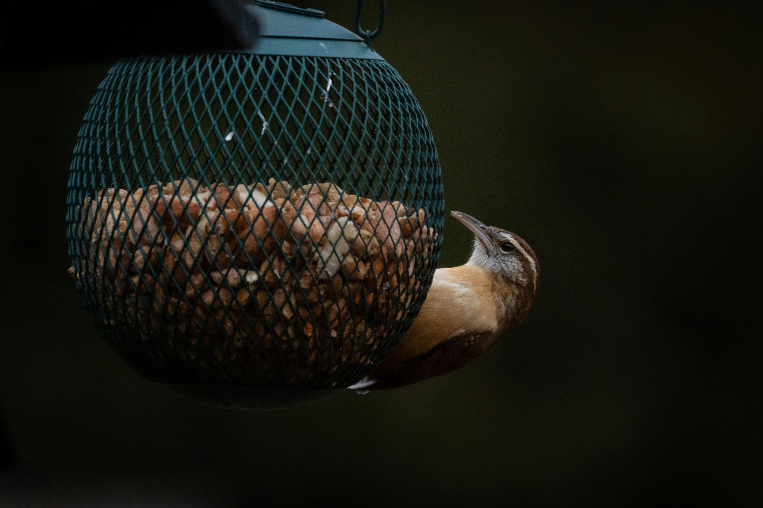 Essential guide: Foods you should never put in your bird feeder | SA ...